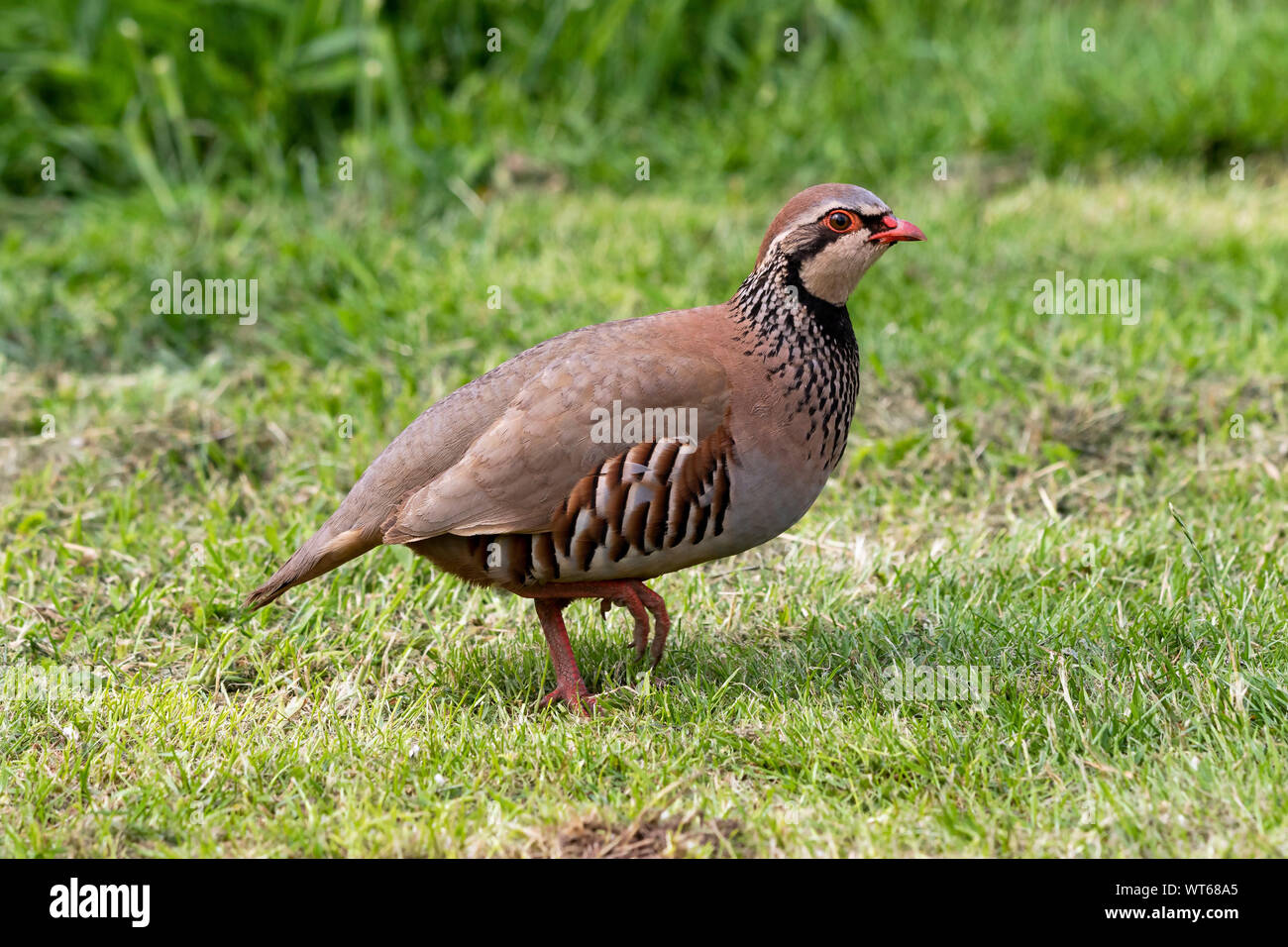 Red-legged Partridge Alectoris rufa Stock Photo - Alamy