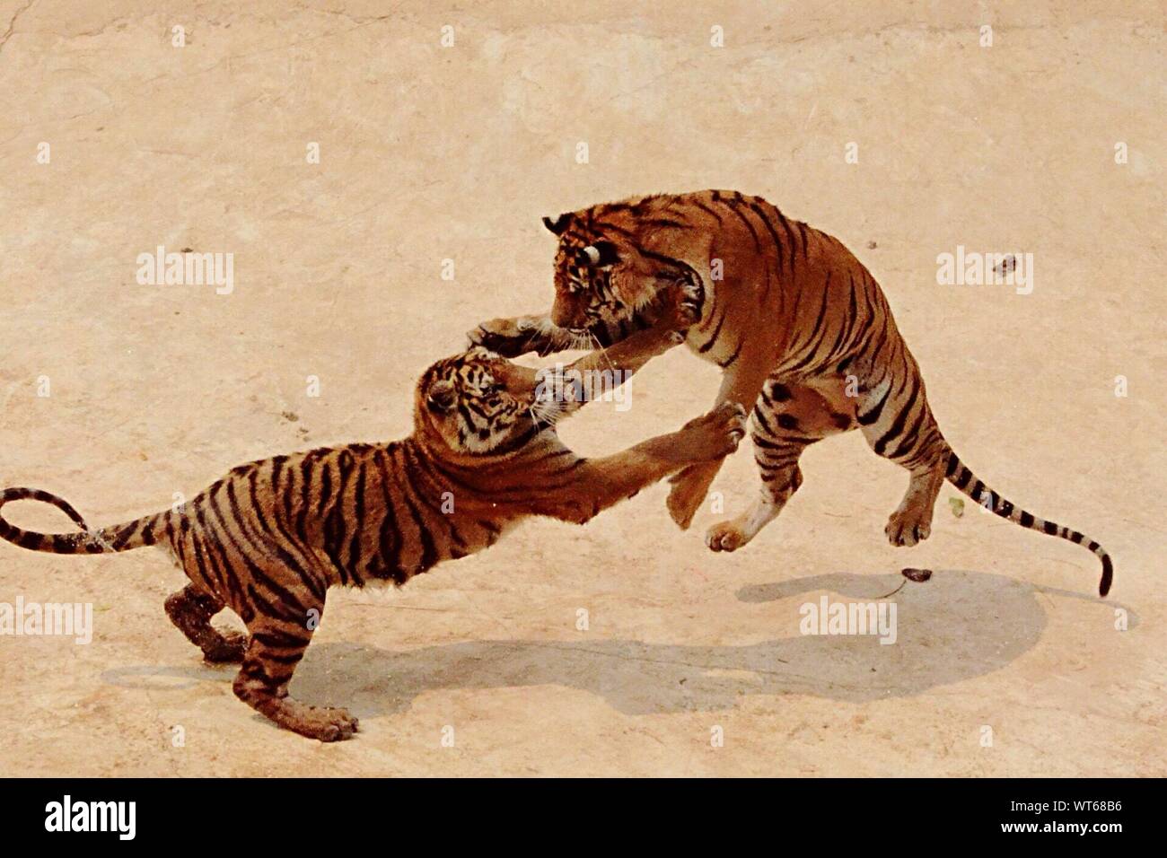 Fighting Tigers High Resolution Stock Photography and Images - Alamy