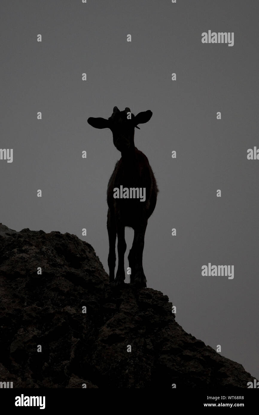 Balearian Feral Goat (Capra aegagrus hircus Stock Photo - Alamy