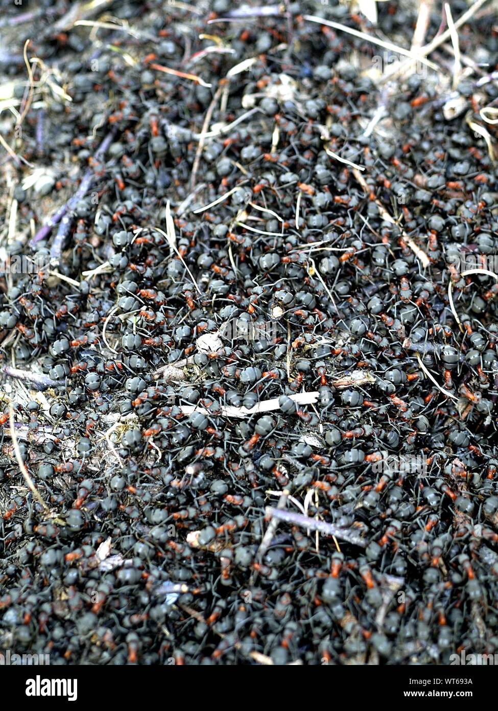 Ant Army High Resolution Stock Photography and Images - Alamy