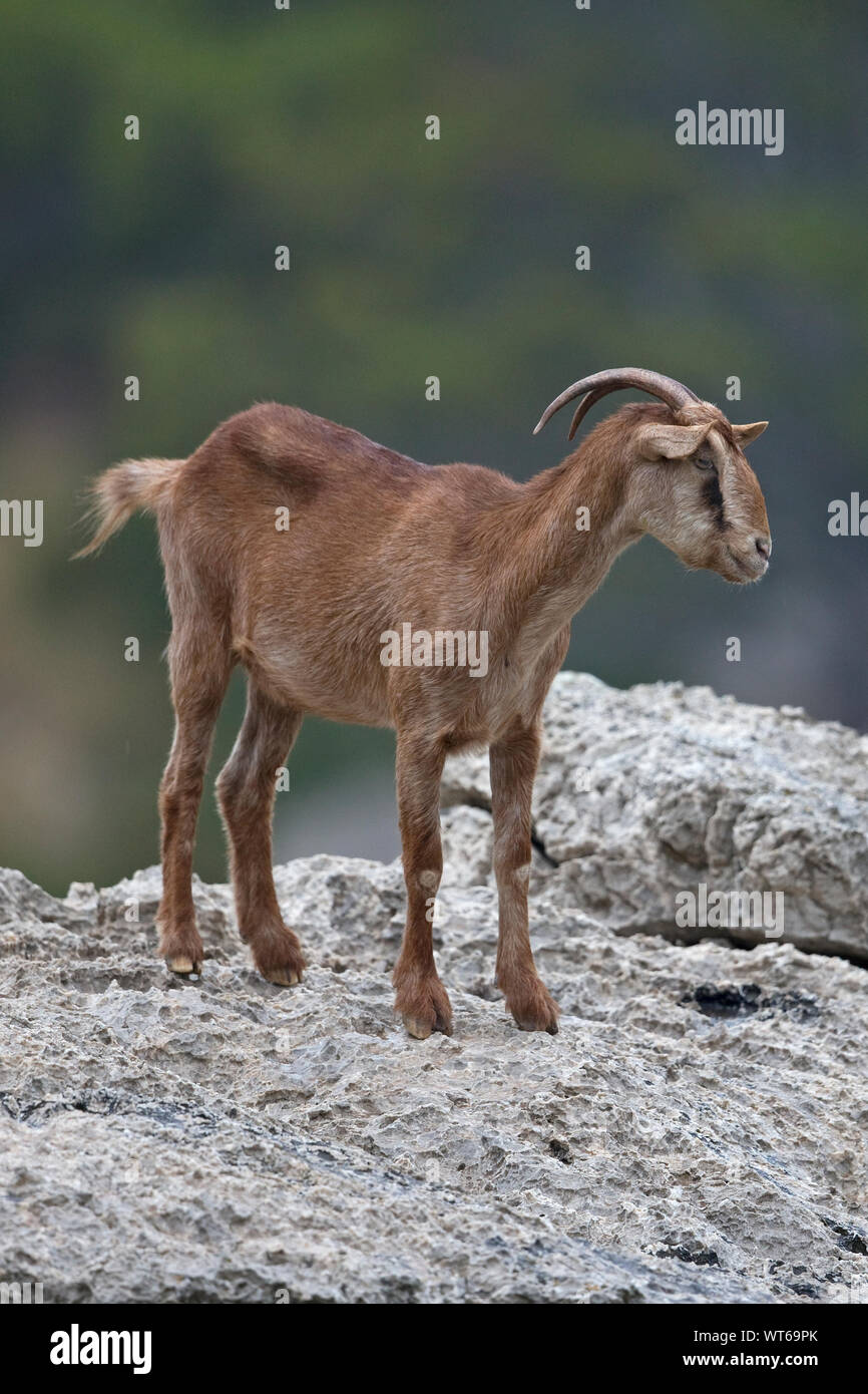 Balearian Feral Goat (Capra aegagrus hircus Stock Photo - Alamy