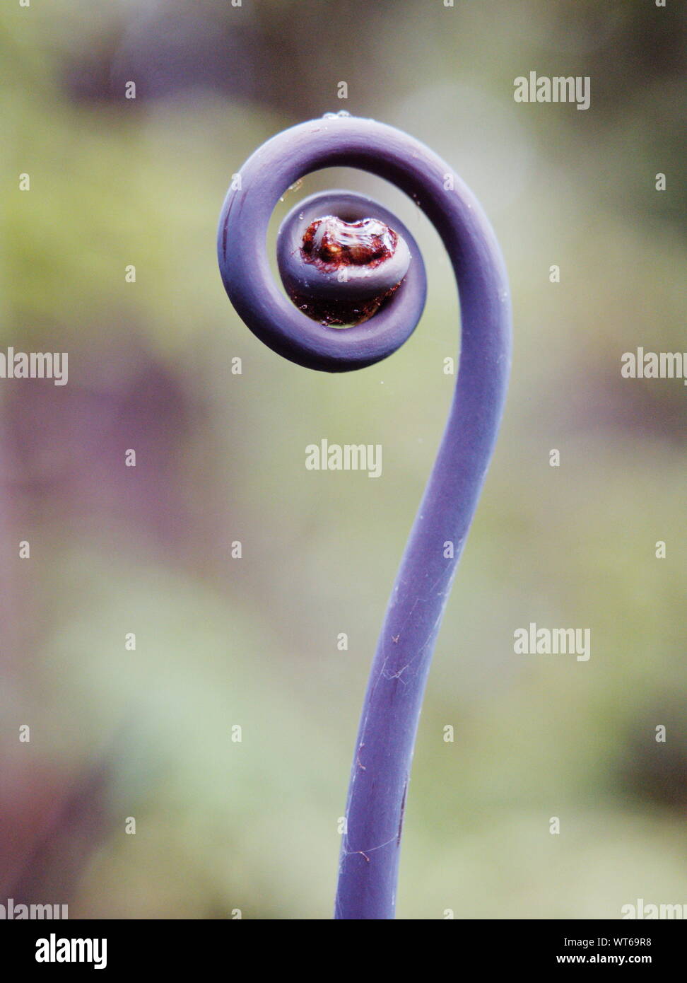 Rain drops on closed fern frond after rain, Old World forked fern ...