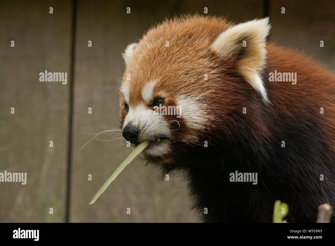 Red Panda Eating High Resolution Stock Photography and Images - Alamy
