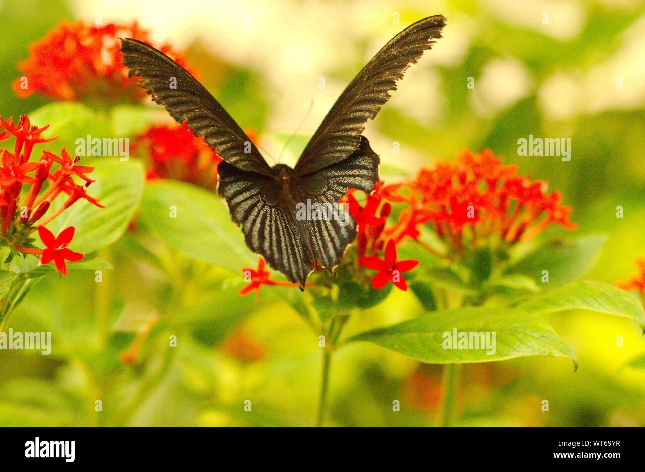 Butterfly over flowers hi-res stock photography and images - Alamy