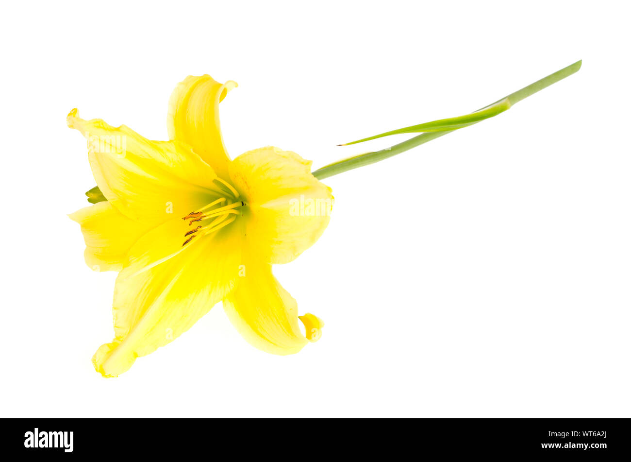 Colorful daylily Cut Out Stock Images & Pictures - Alamy