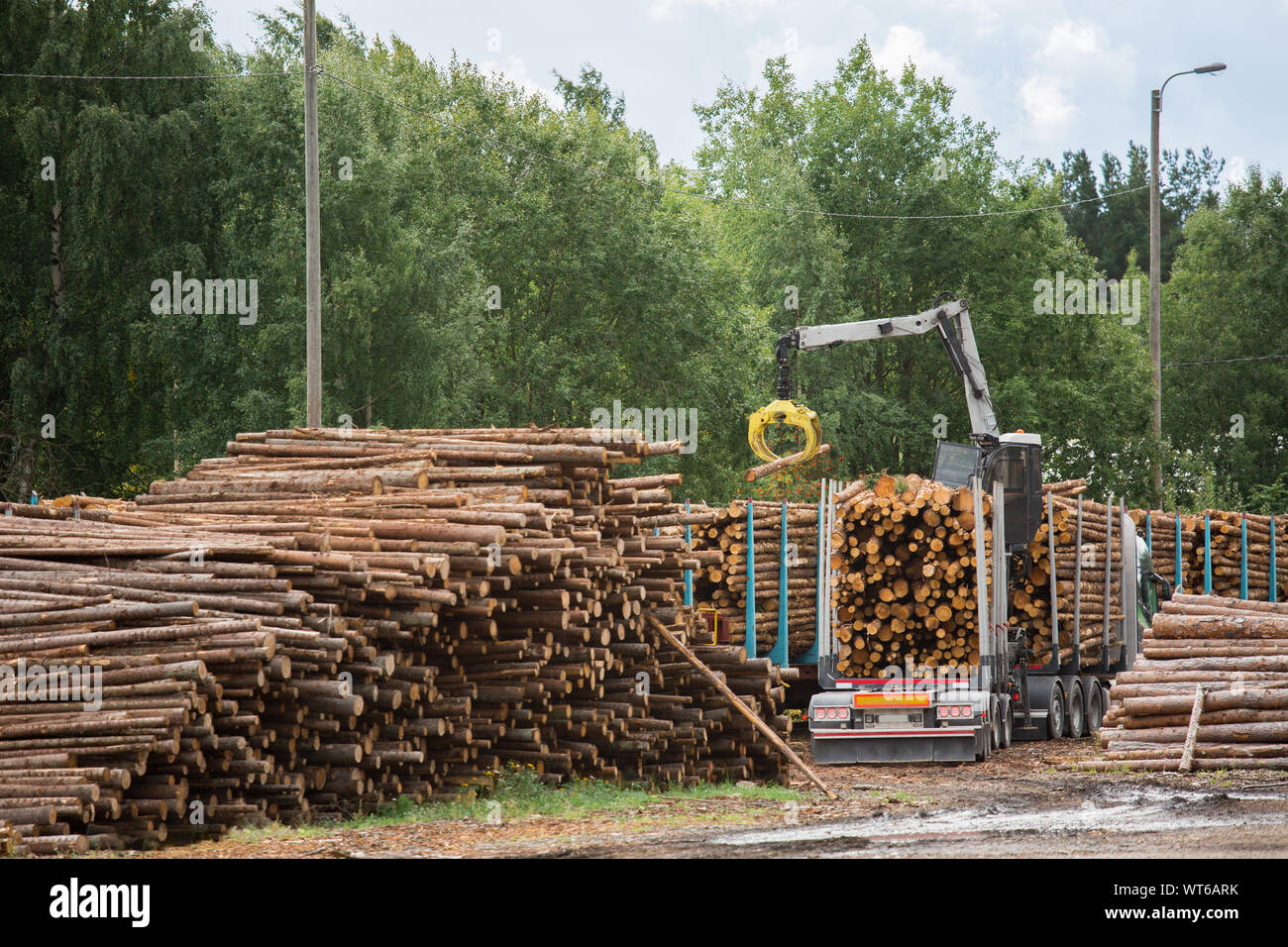 Loading of timber. Loader in work Stock Photo - Alamy