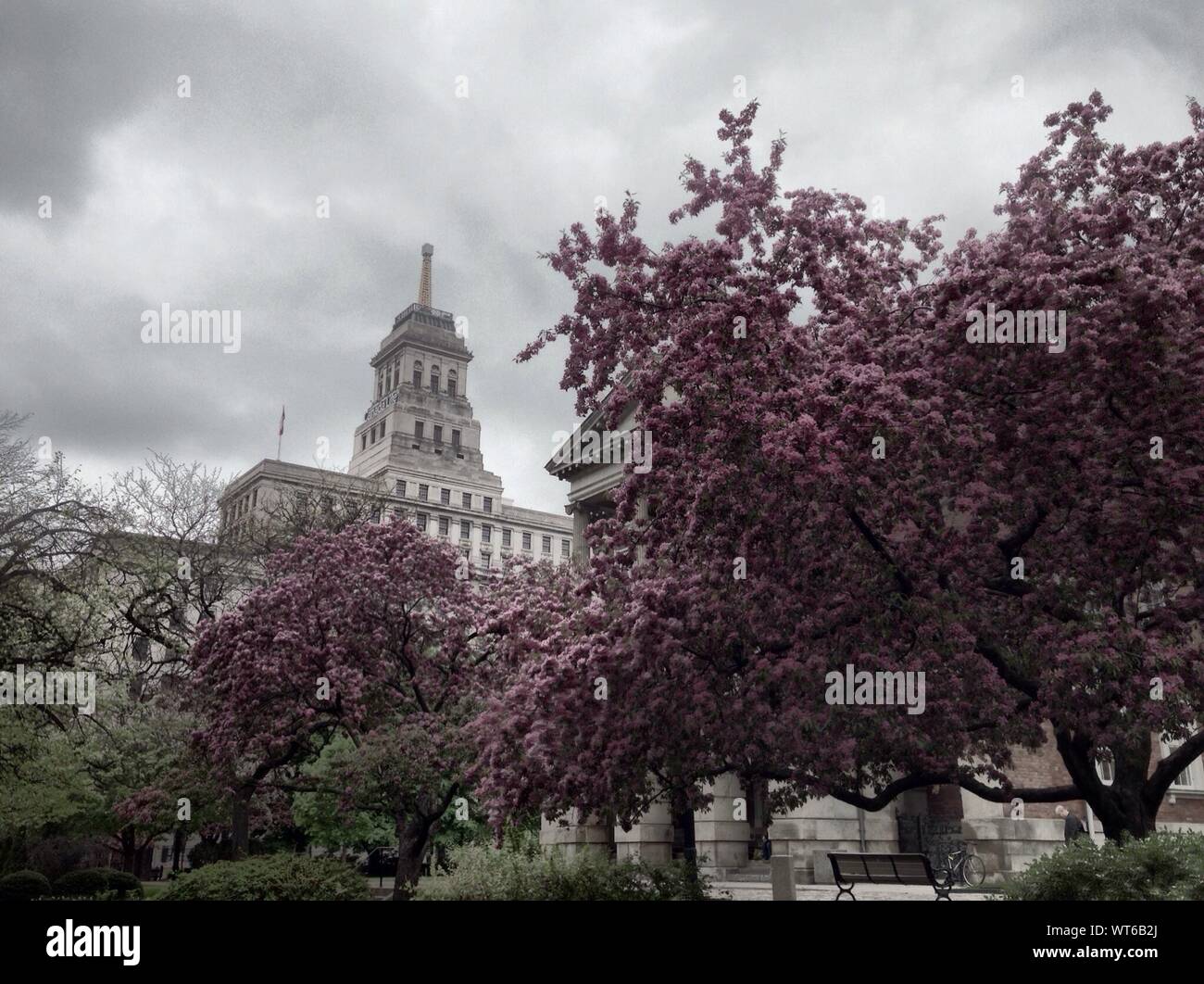 Heavy trees hi-res stock photography and images - Alamy