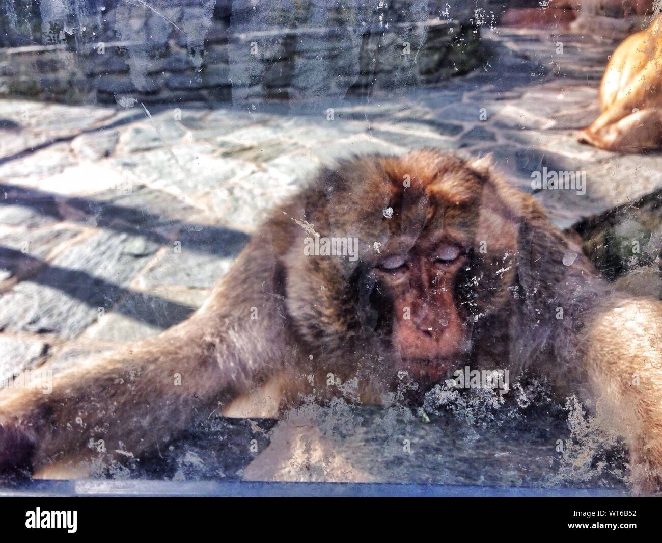 Japanese macaque hot spring hi-res stock photography and images - Alamy