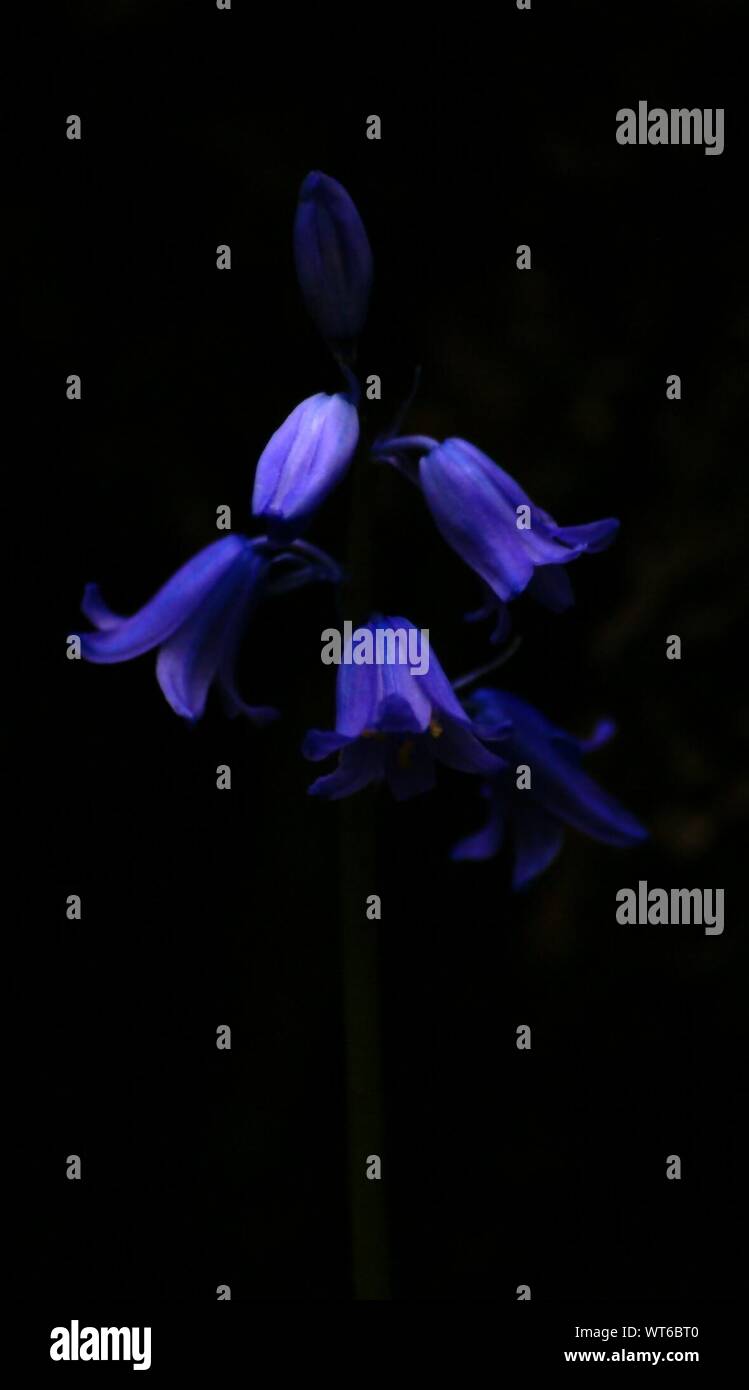 Night bell hi-res stock photography and images - Alamy