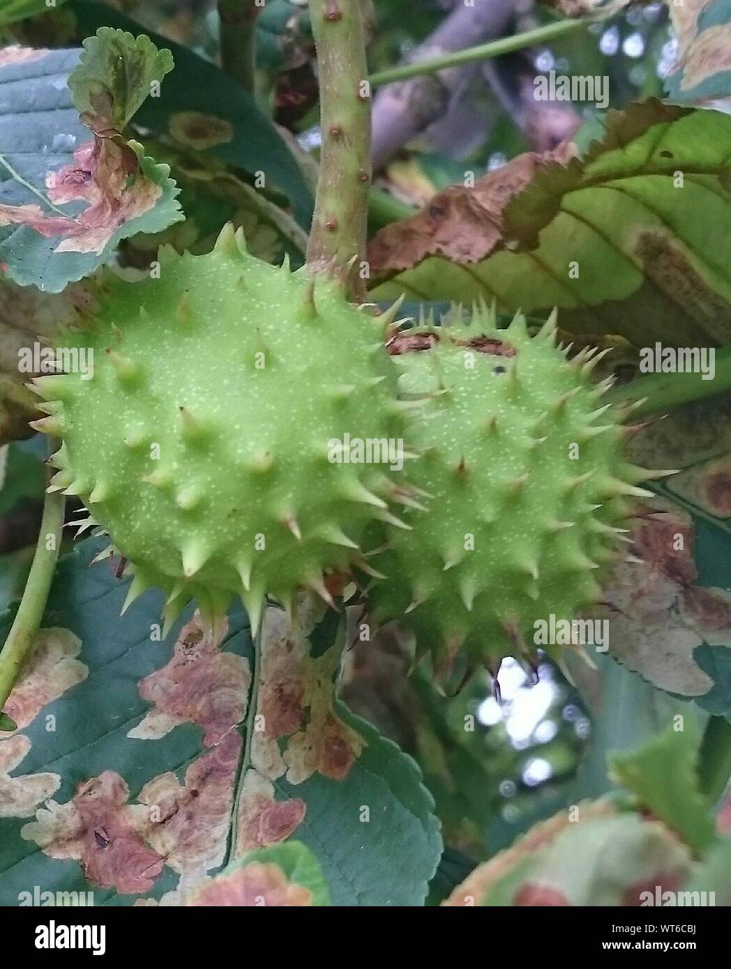 Horse Chestnut Tree Seed High Resolution Stock Photography and Images ...