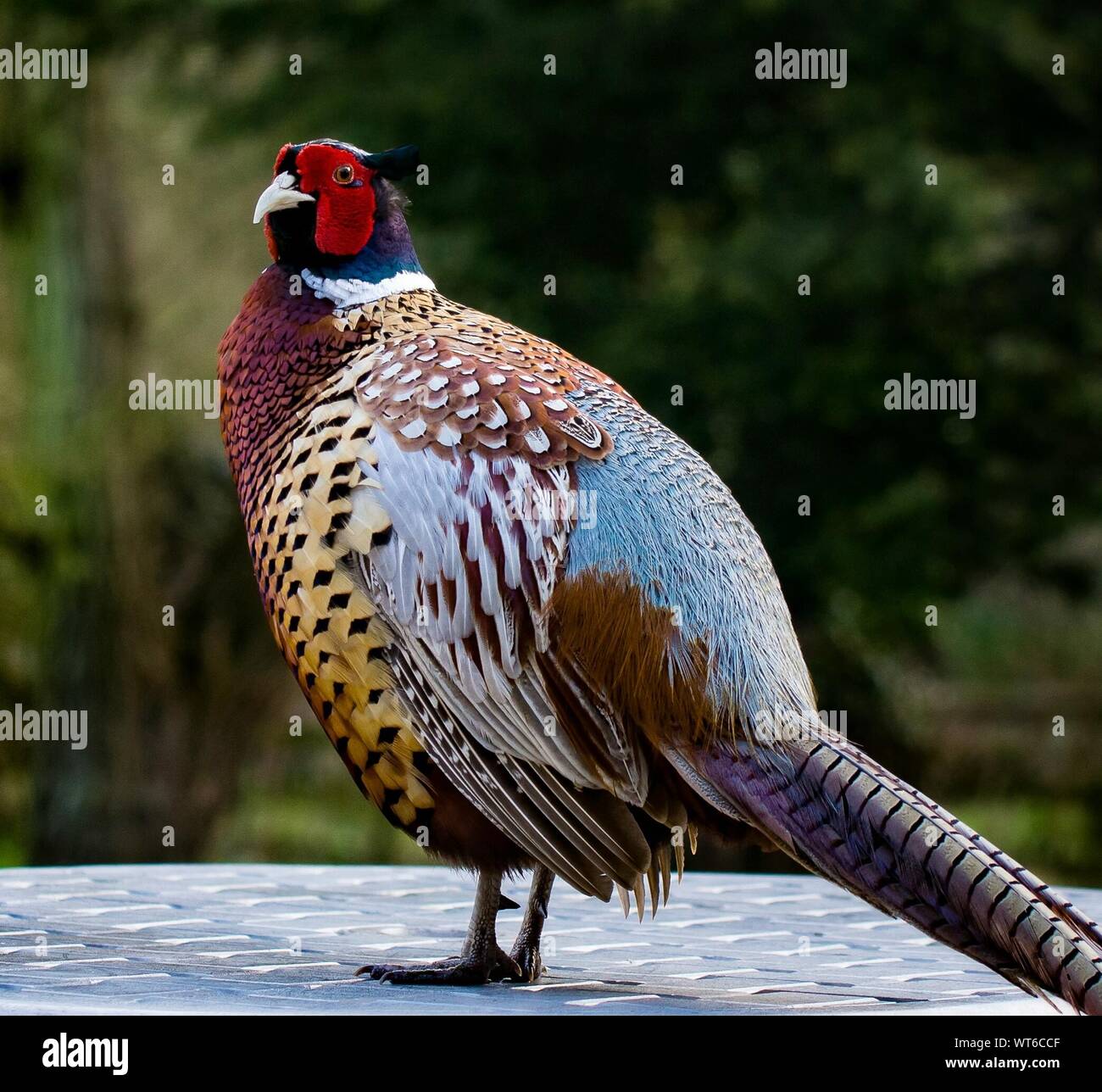 Pheasant bird table hi-res stock photography and images - Alamy