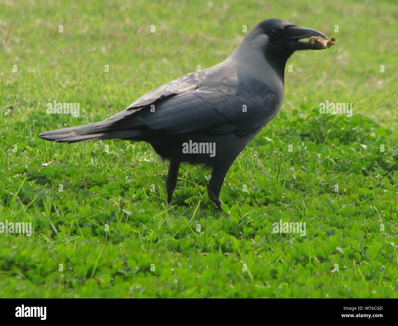 Raven With Prey High Resolution Stock Photography and Images - Alamy