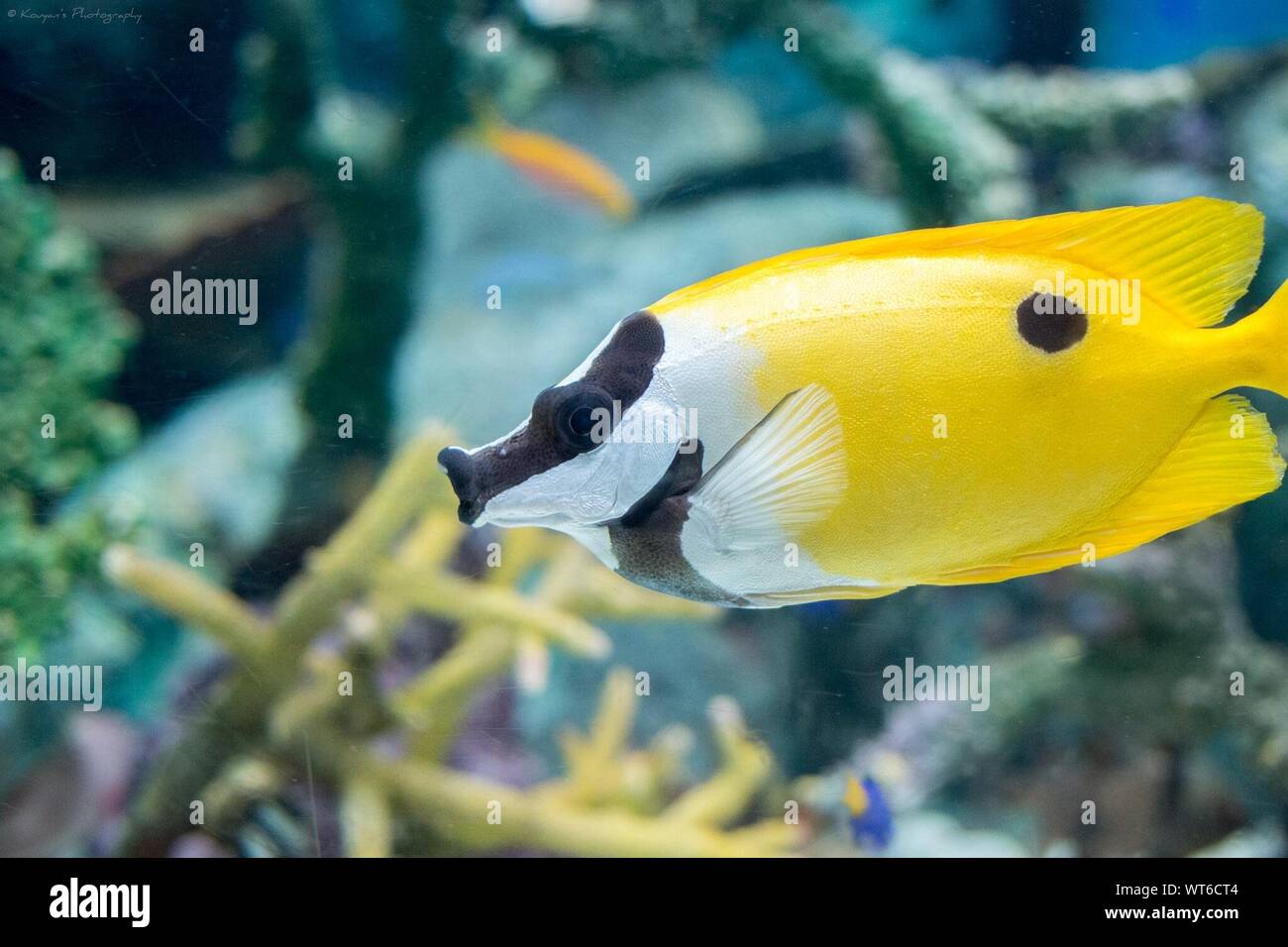Rabbit fish hi-res stock photography and images - Alamy