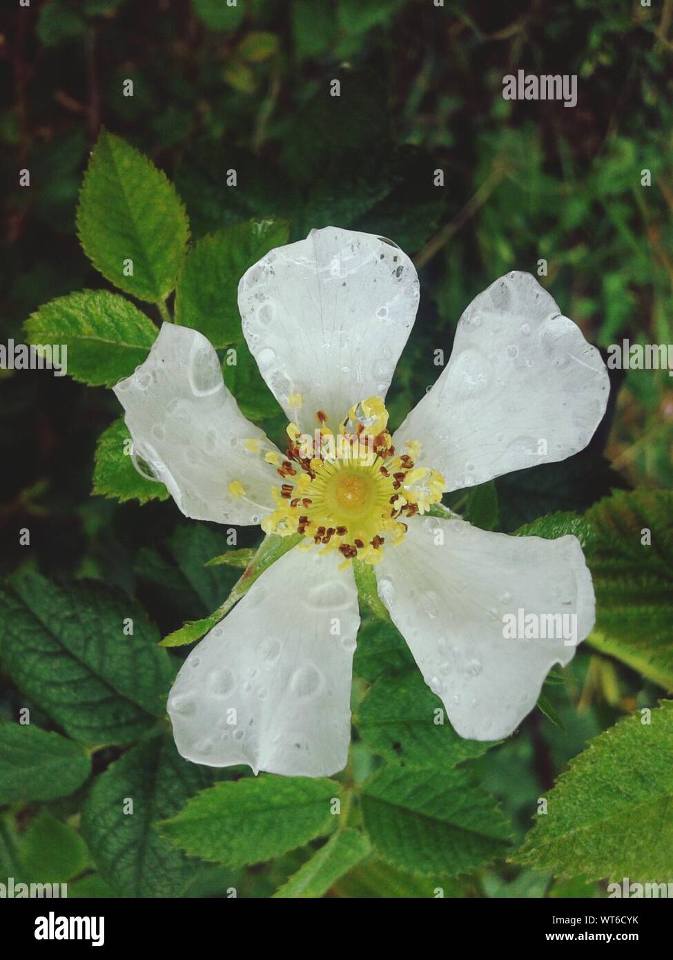 Full flower head hi-res stock photography and images - Alamy