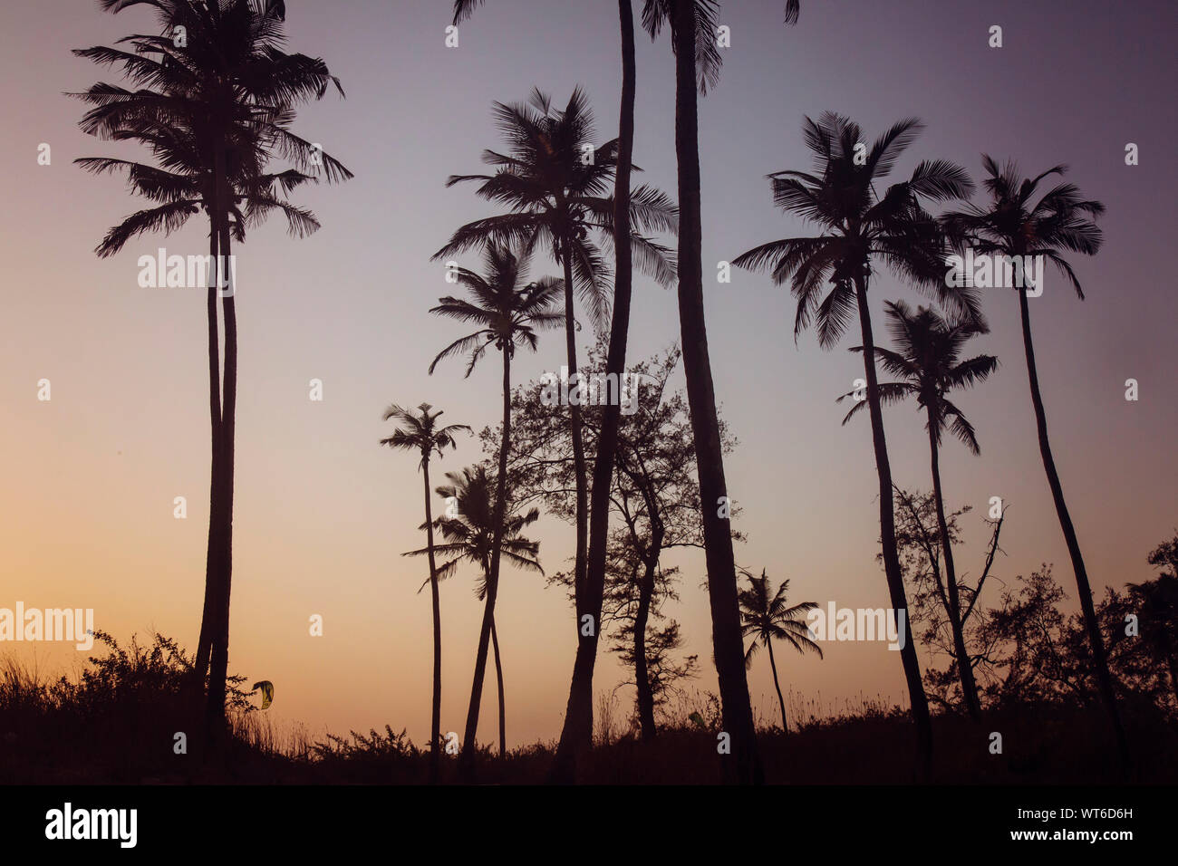Palm trees on sunset beach in Goa, India Stock Photo - Alamy