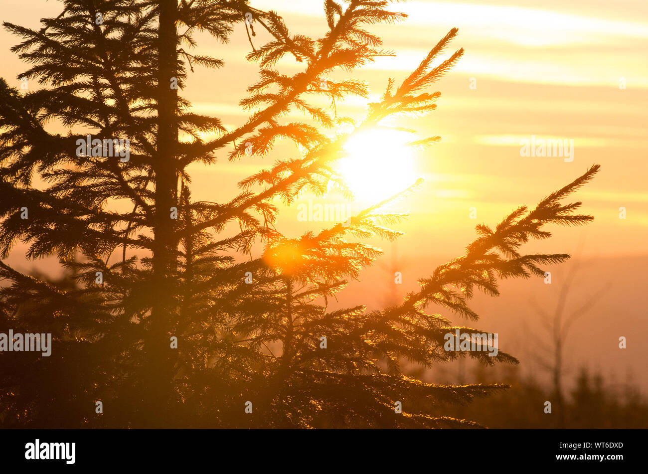 Tree back lit by the sun hi-res stock photography and images - Alamy