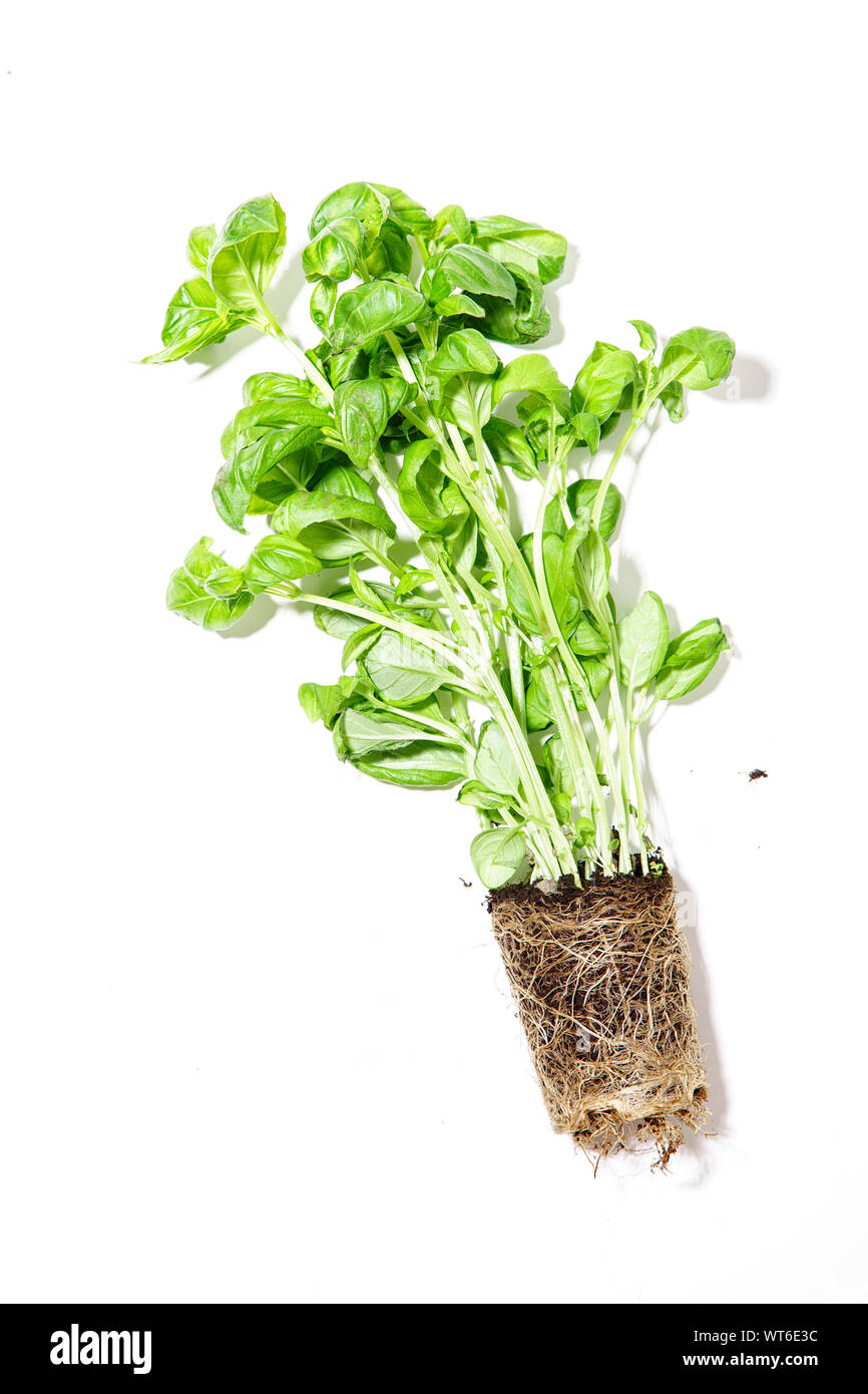 Basil seedling with ground isolated Stock Photo - Alamy