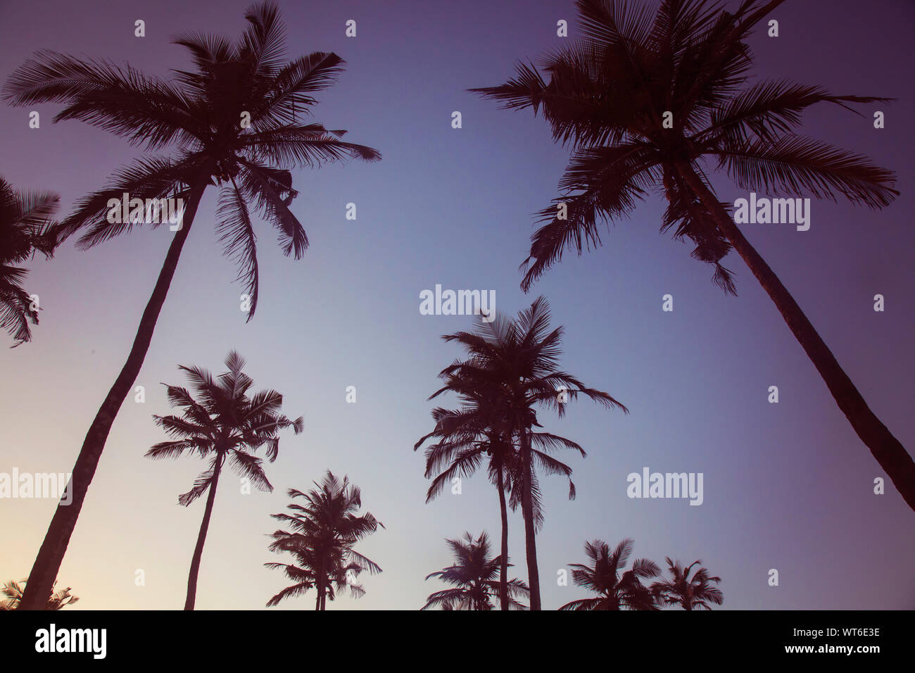Palm trees on sunset beach in Goa, India Stock Photo - Alamy