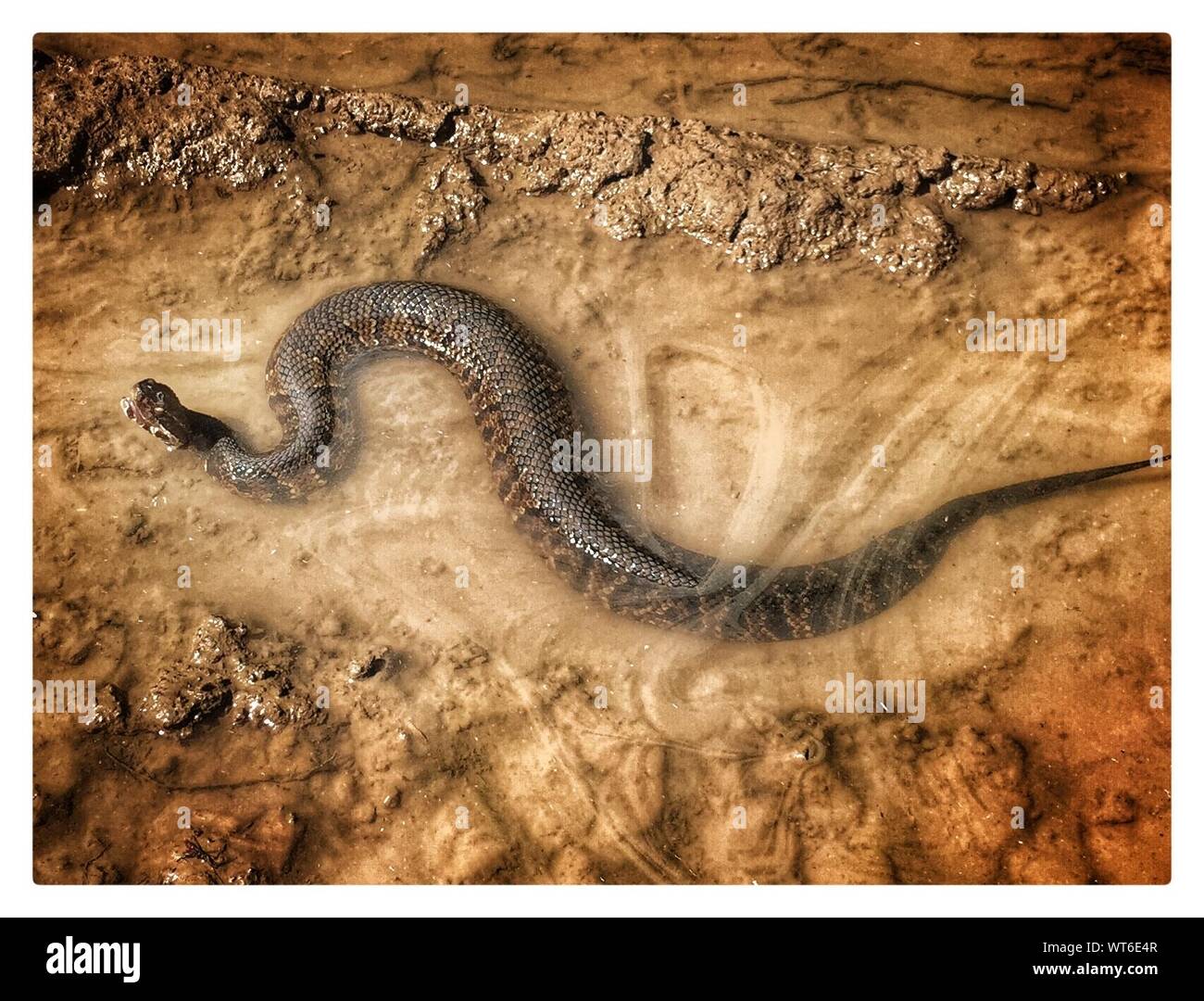 Snake view Cut Out Stock Images & Pictures - Alamy