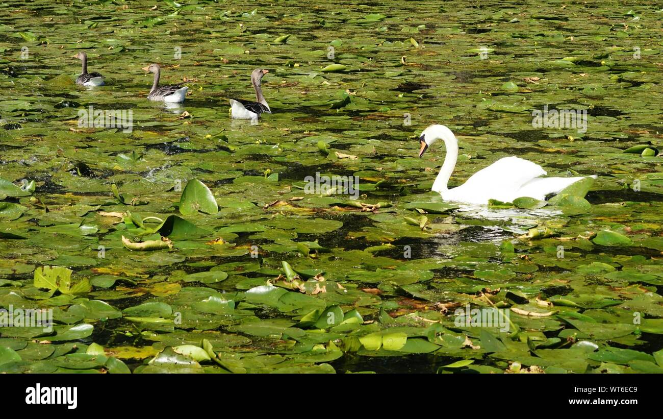 Swan Footprints High Resolution Stock Photography and Images - Alamy