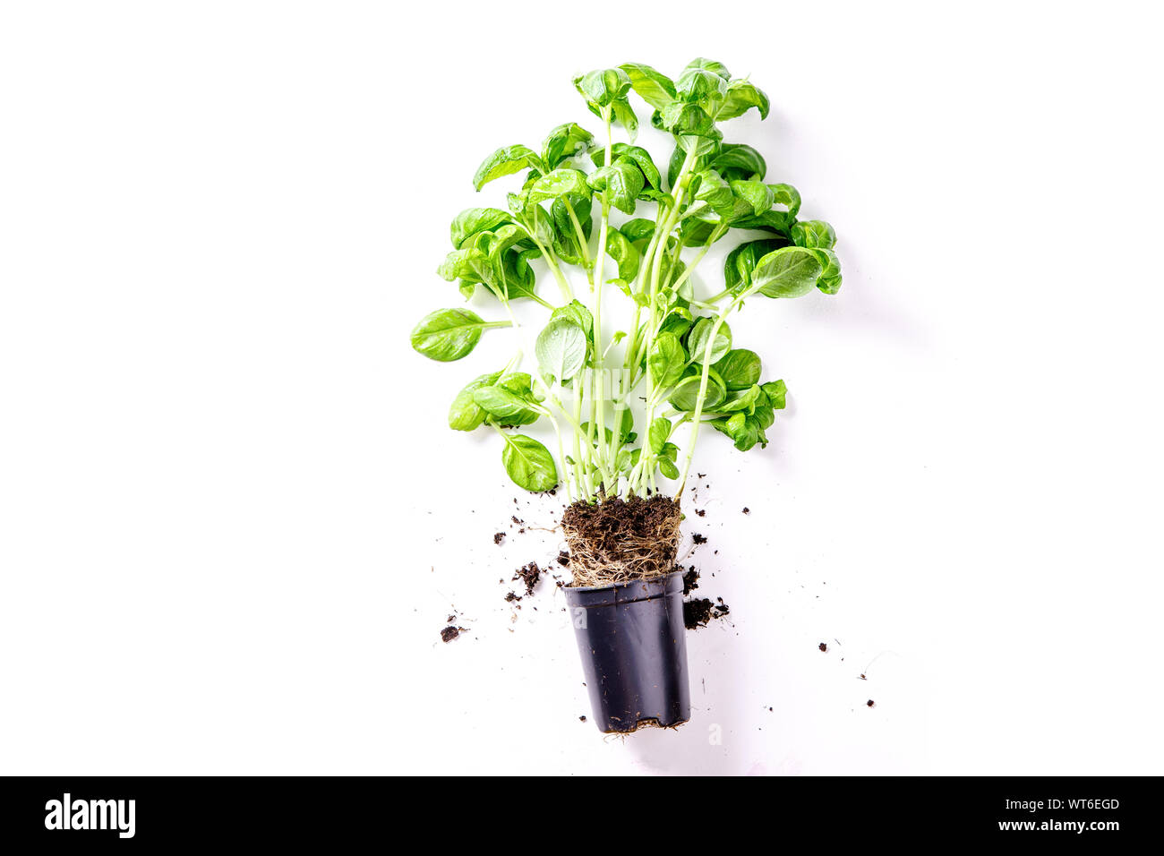 Basil seedling with ground isolated Stock Photo - Alamy