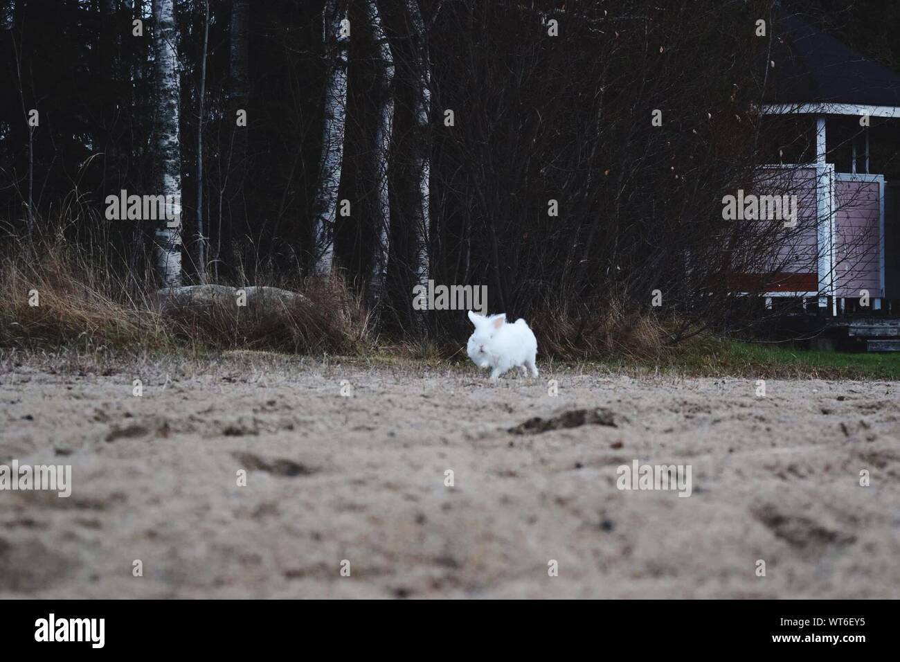 Running White Rabbit High Resolution Stock Photography and Images - Alamy