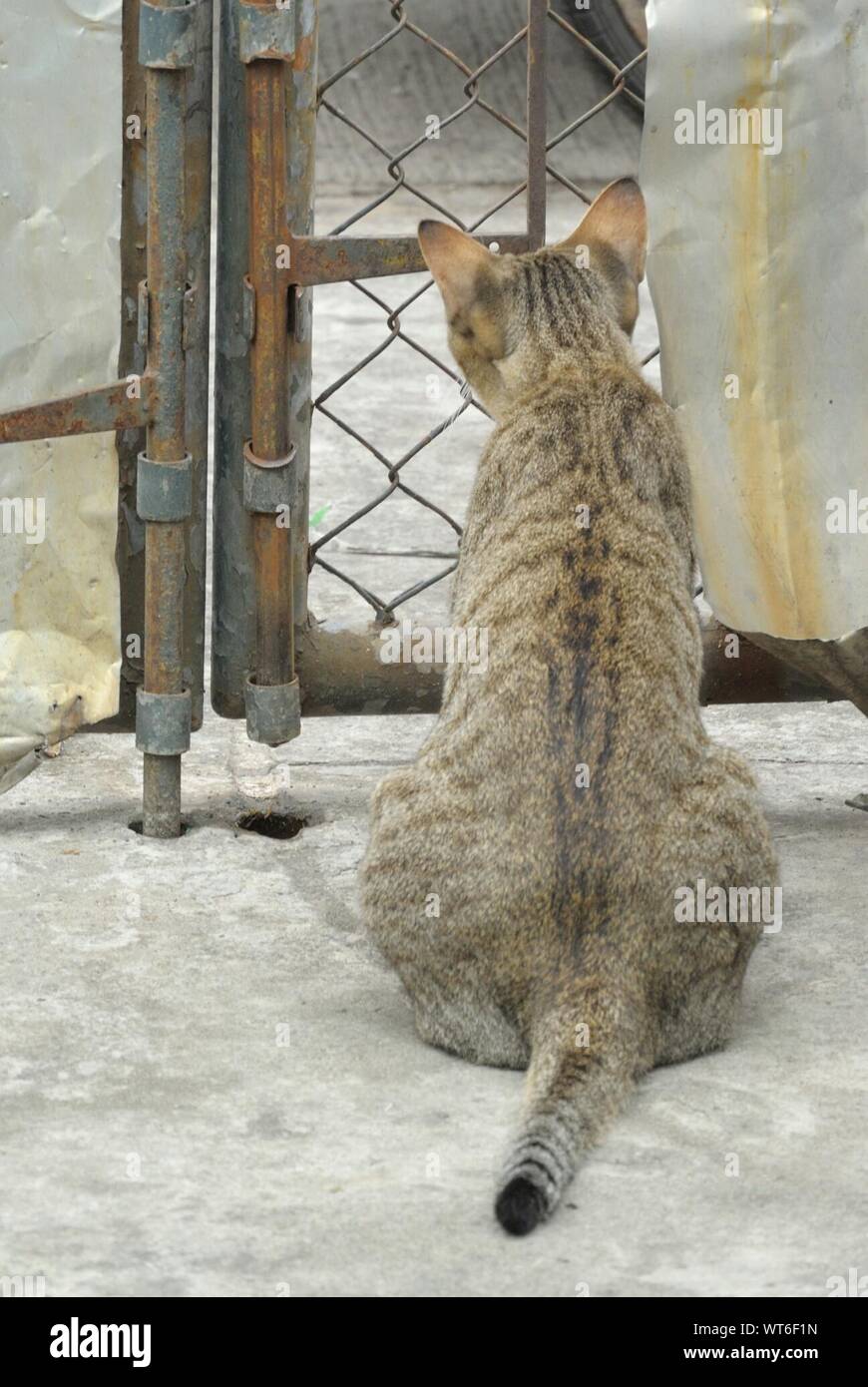 Cat Rear View Sitting High Resolution Stock Photography and Images - Alamy