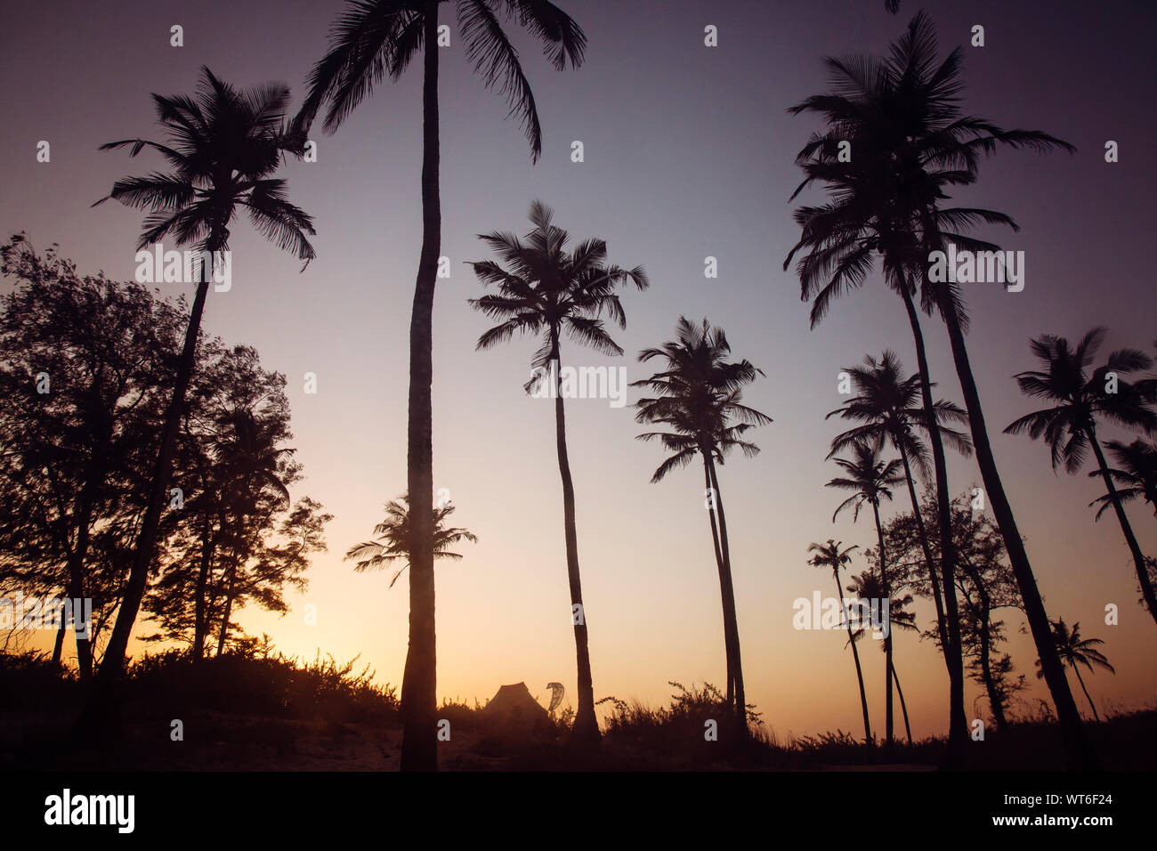 Palm trees on sunset beach in Goa, India Stock Photo - Alamy