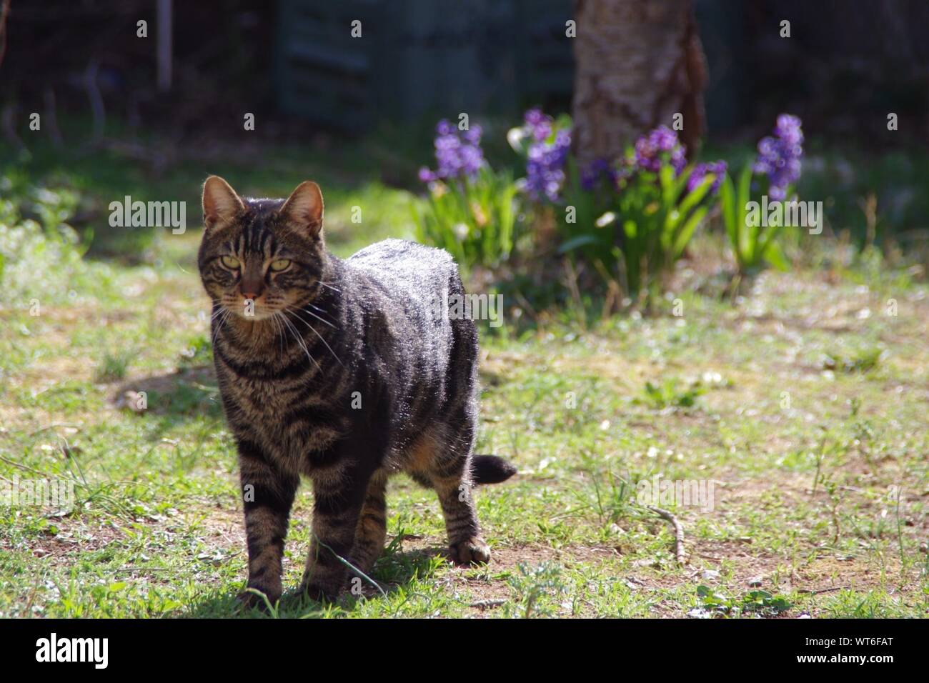 Portrait Of Cat Walking At Park Stock Photo - Alamy