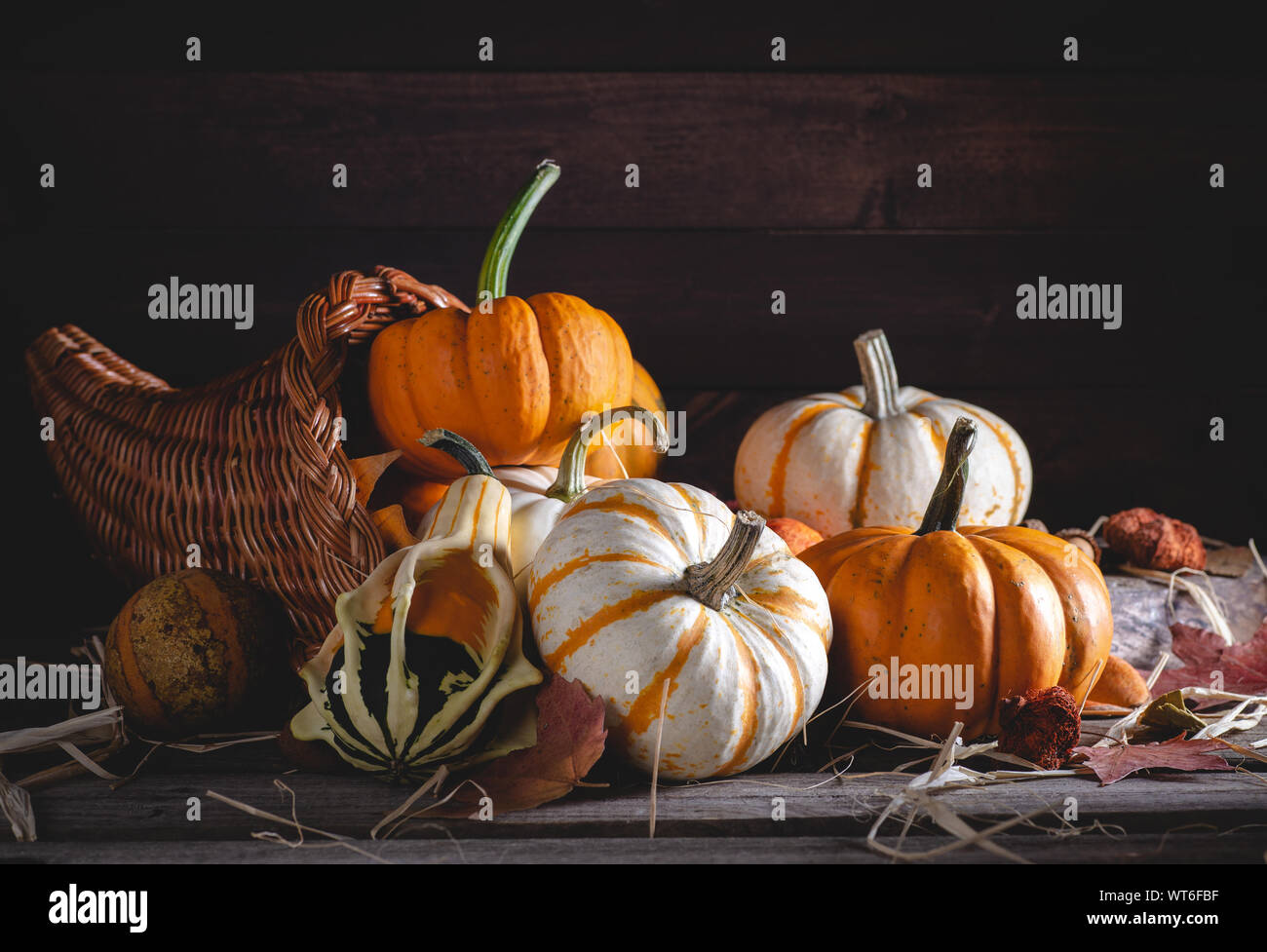 Cornucopia with mini pumpkins on a dark wooden backgound with copy ...