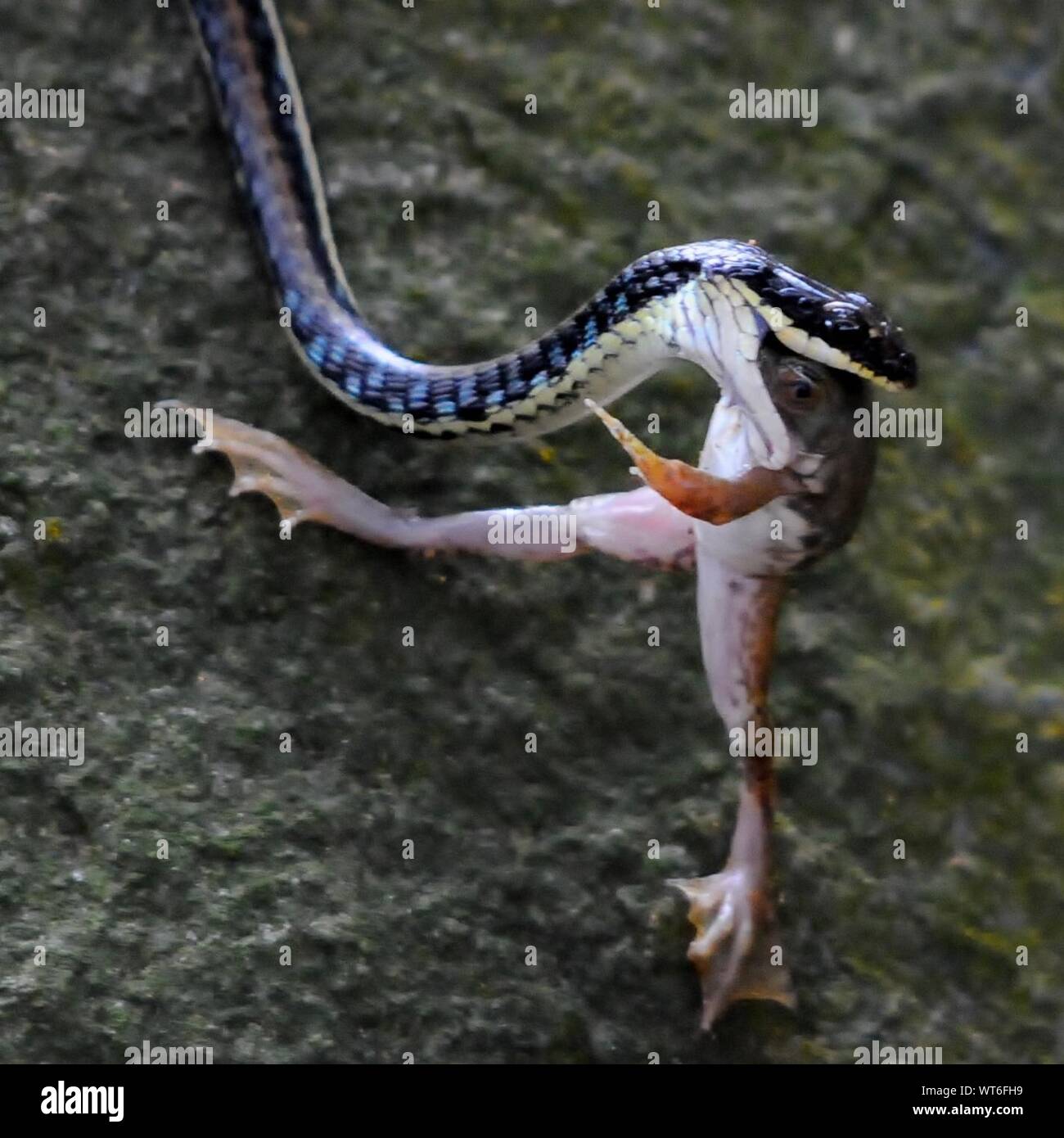Snake frog hi-res stock photography and images - Alamy