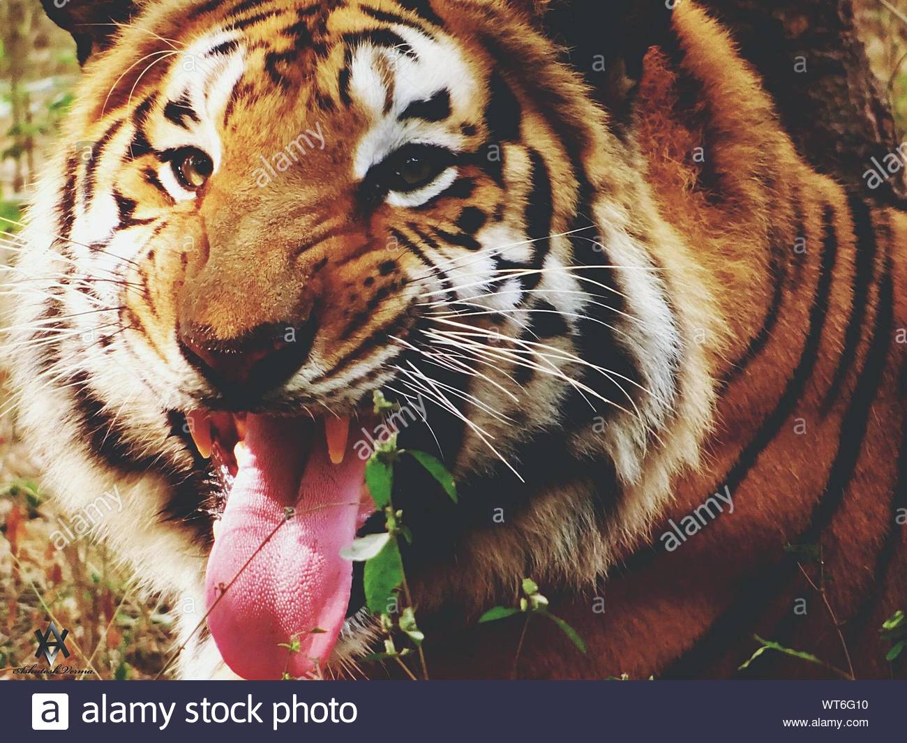 Tiger Tongue Close Up High Resolution Stock Photography and Images - Alamy