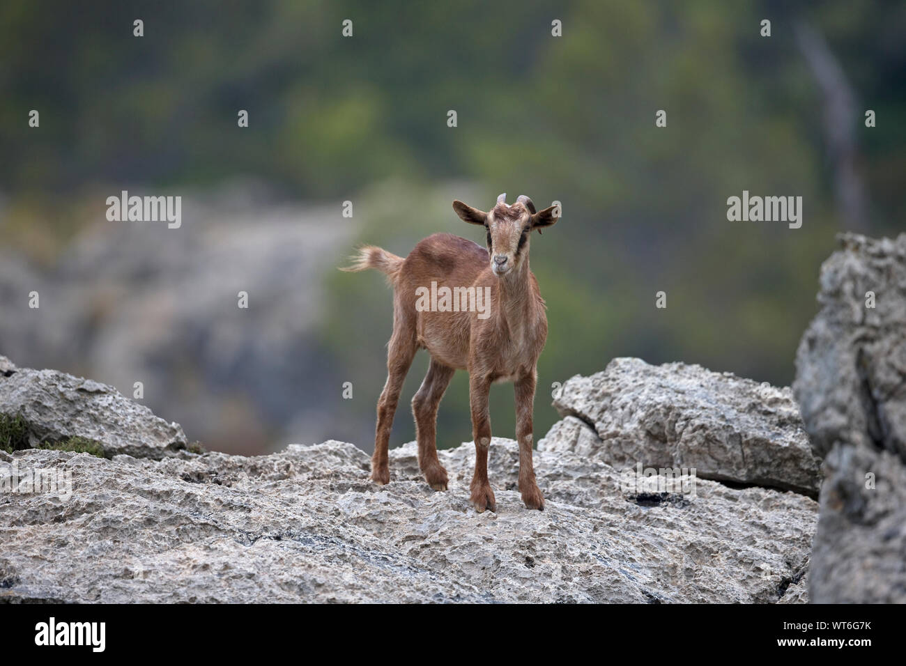 Balearian islands hi-res stock photography and images - Alamy