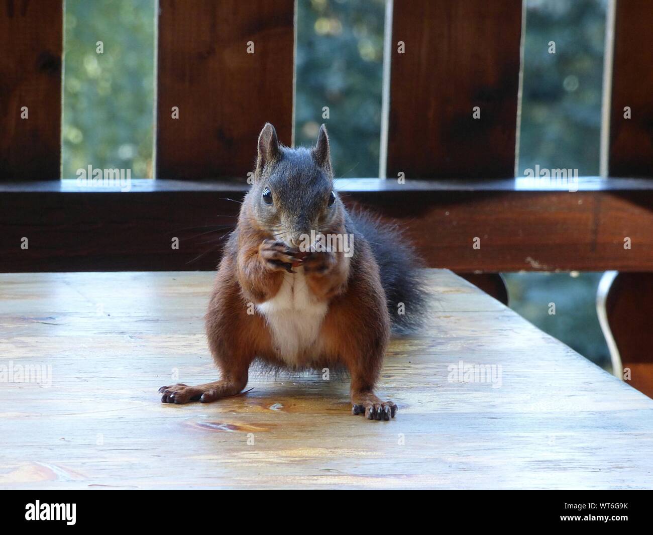 Rodent Eating High Resolution Stock Photography and Images - Alamy