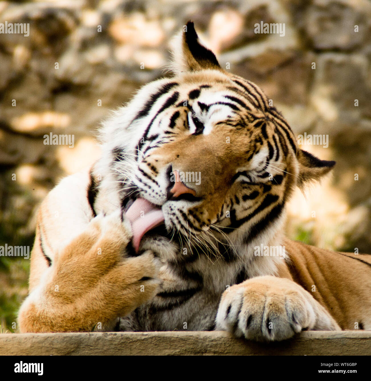 Licking Its Leg High Resolution Stock Photography and Images - Alamy