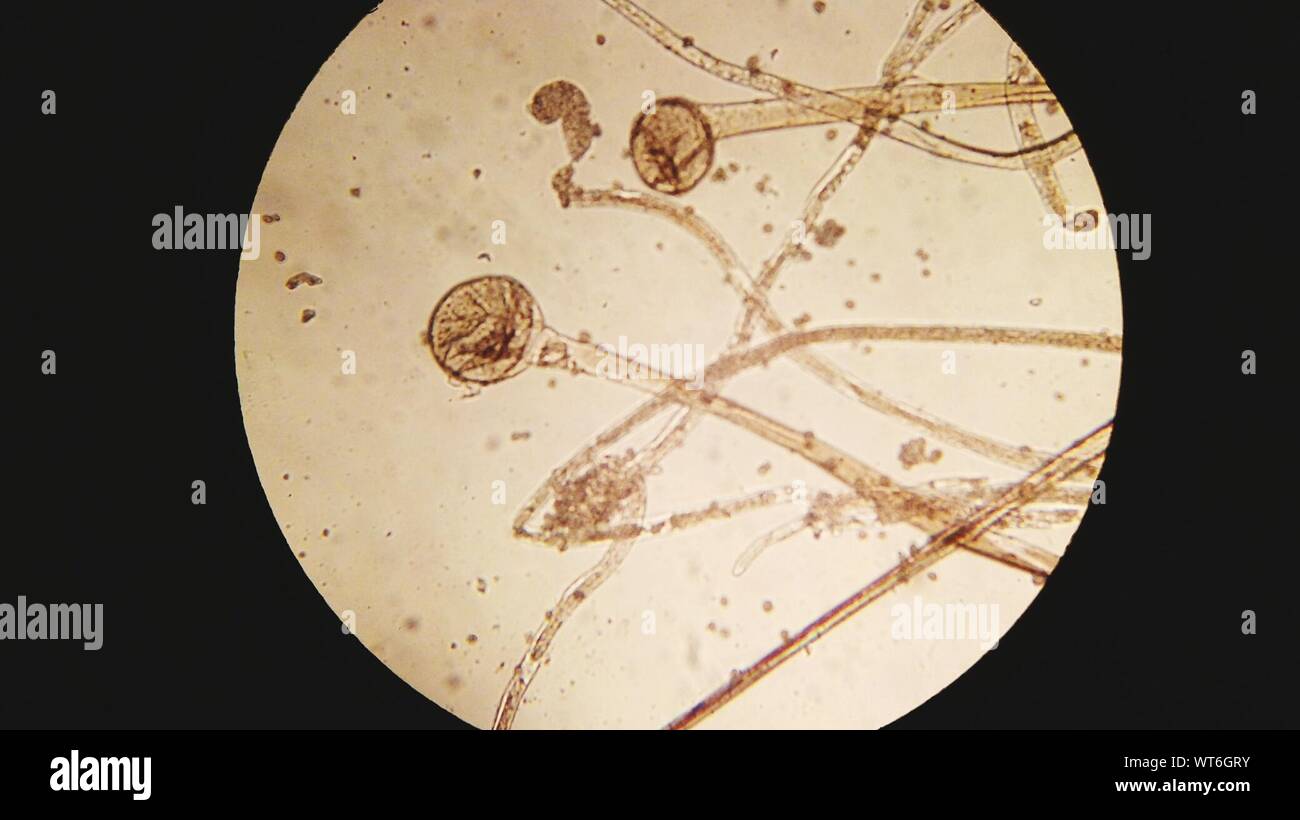 Gold Microscope High Resolution Stock Photography and Images - Alamy