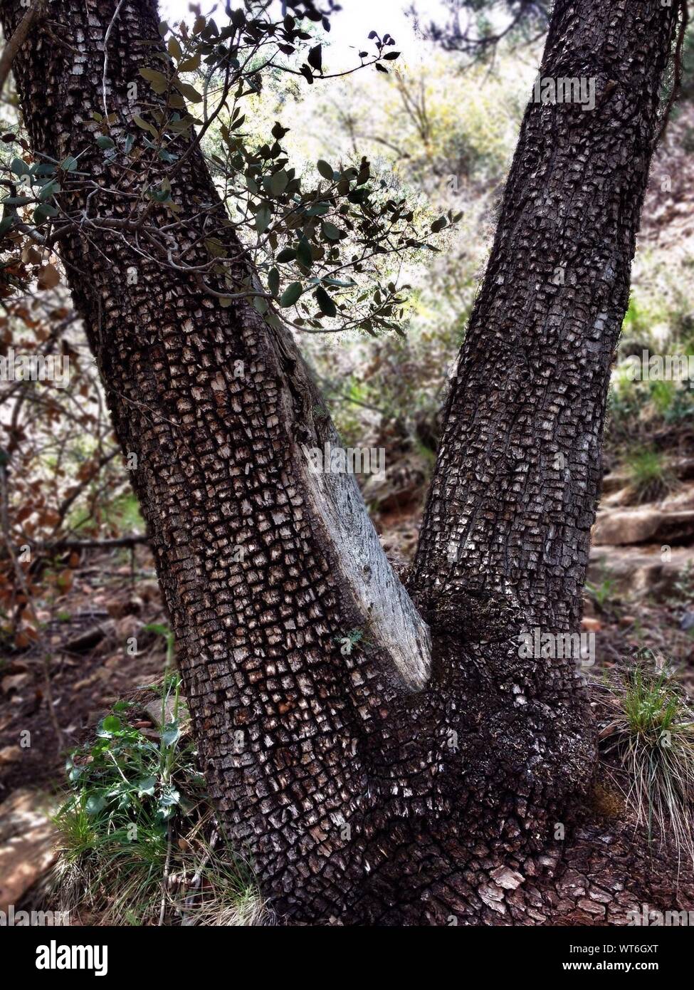 Shape tree hi-res stock photography and images - Alamy