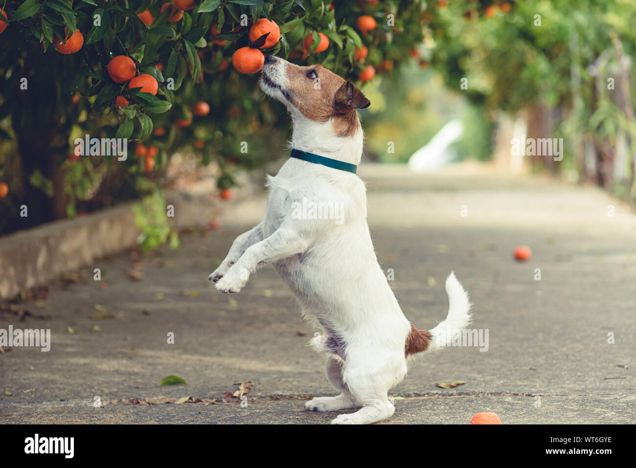 Animal eating fruit from tree hi-res stock photography and images - Alamy