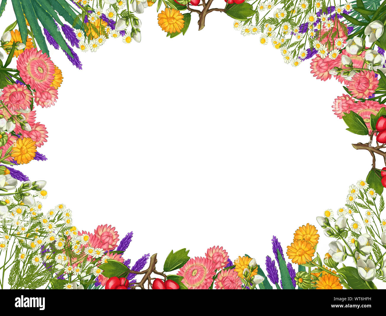 Hand drawn medicinal plant frame. Healing herbs border. isolated on ...