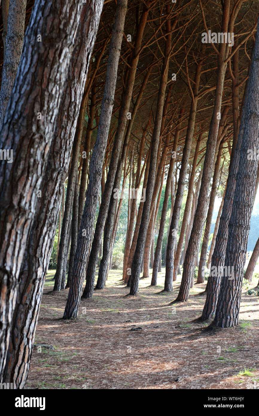 Pine trees forest, gulf of Baratti, Tuscany, Italy Stock Photo - Alamy