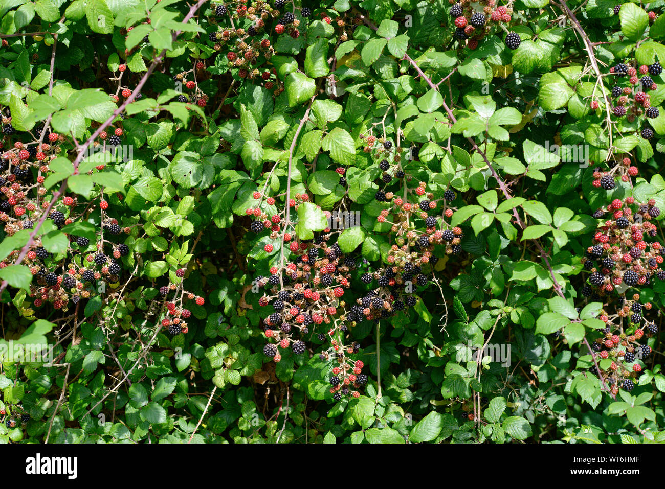 Crop of wild blackberries in a hedgerow Stock Photo - Alamy