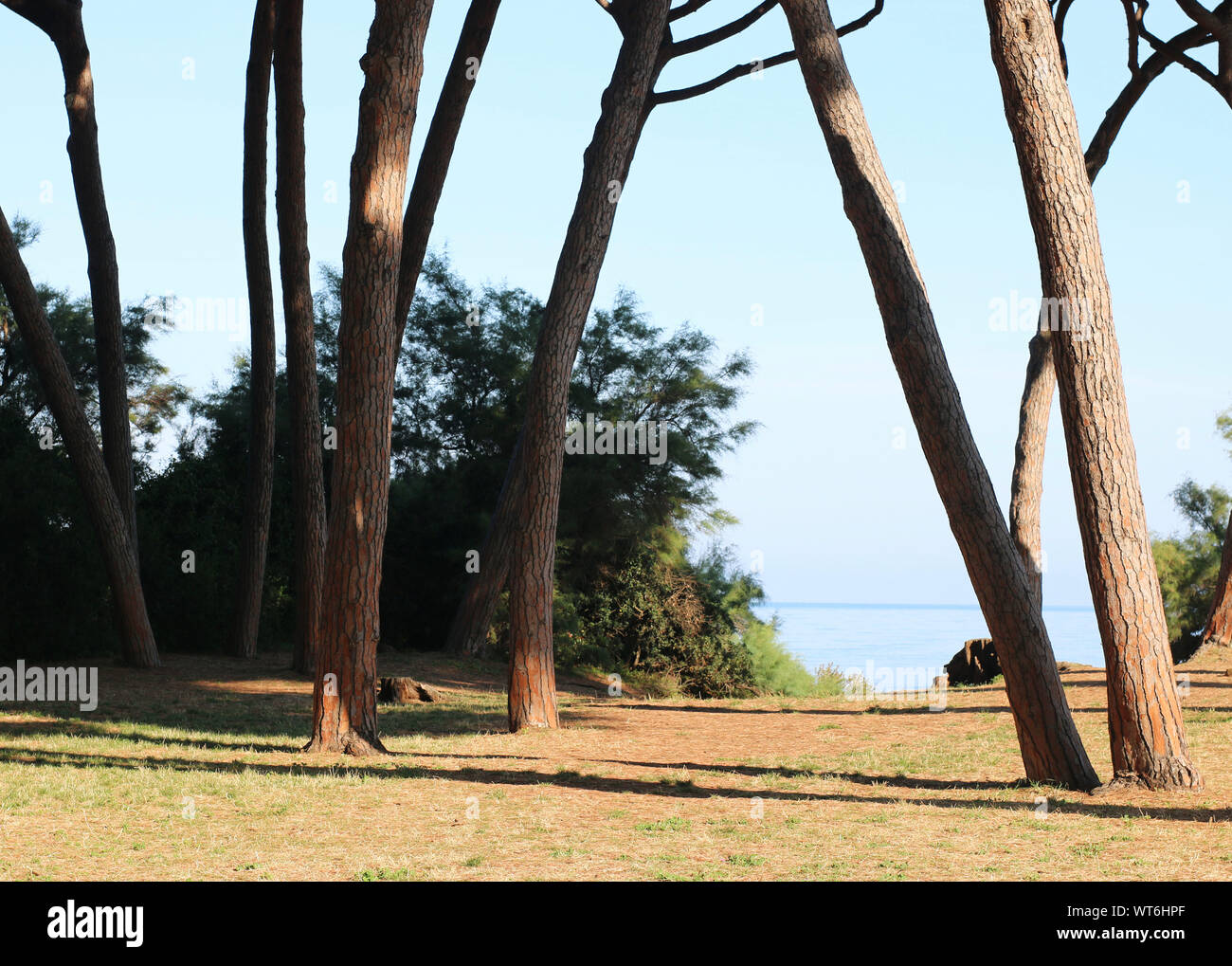 Pine trees forest, gulf of Baratti, Tuscany, Italy Stock Photo - Alamy