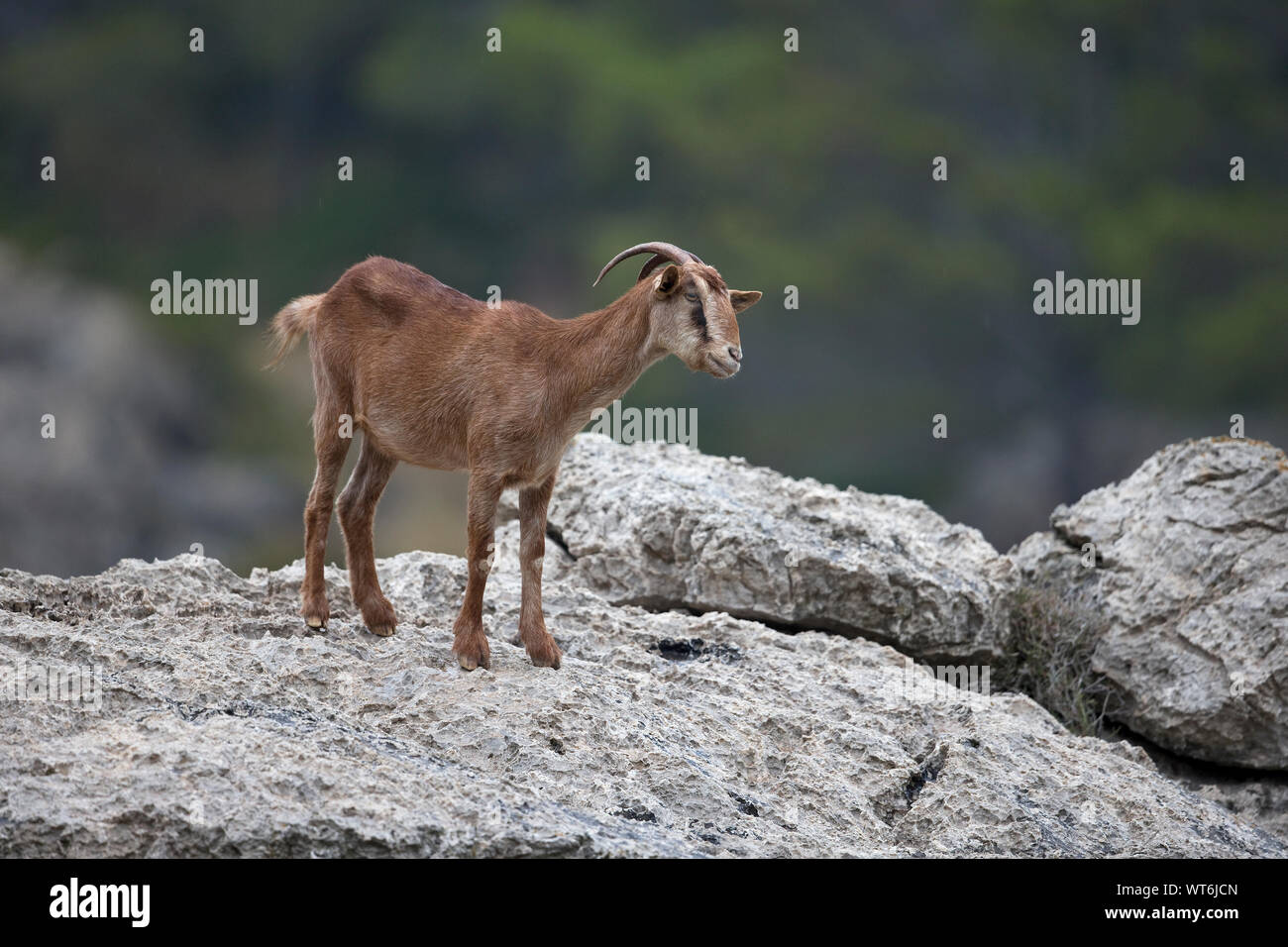 Balearian Feral Goat (Capra aegagrus hircus Stock Photo - Alamy