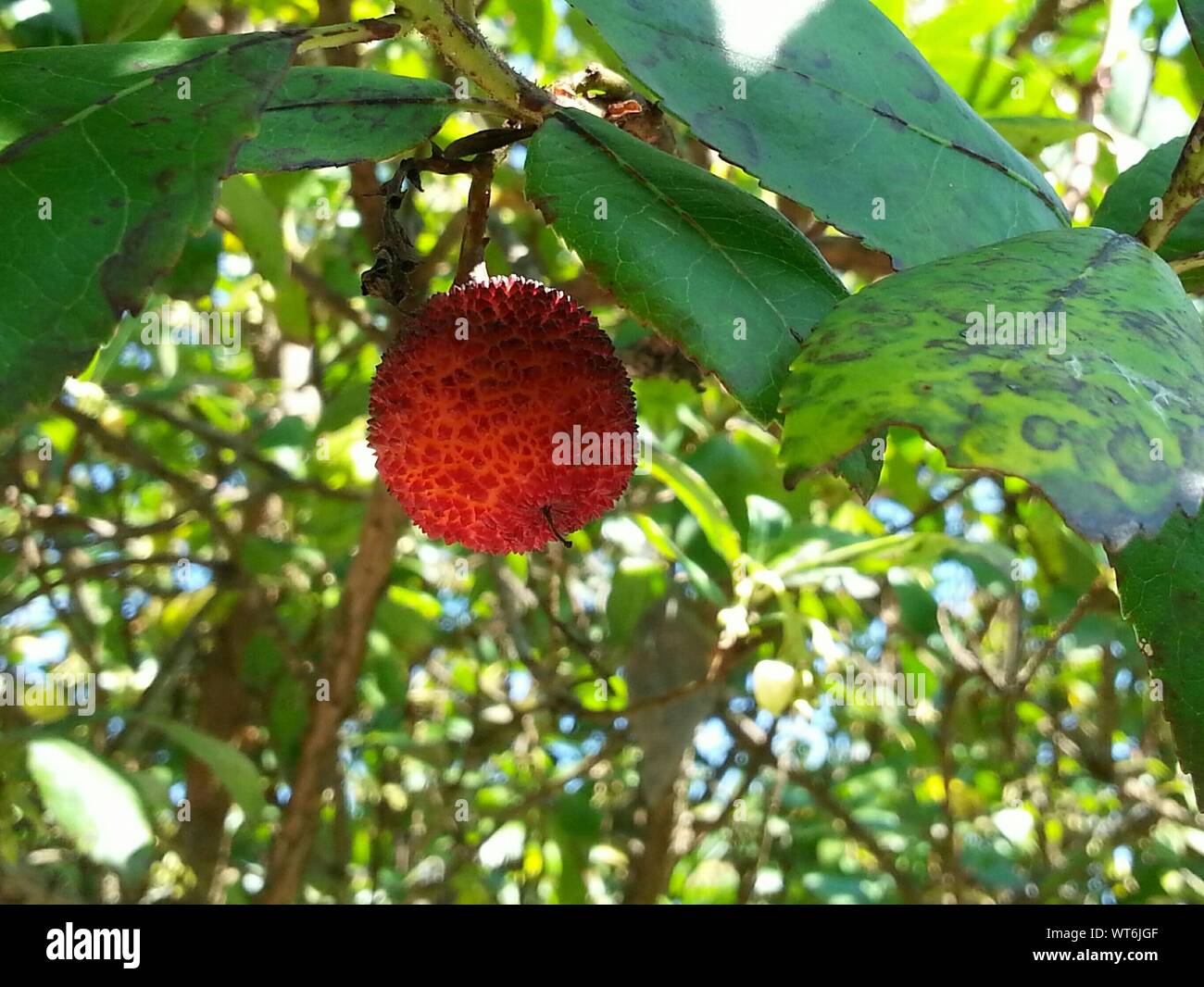 Pitanga tree hi-res stock photography and images - Alamy