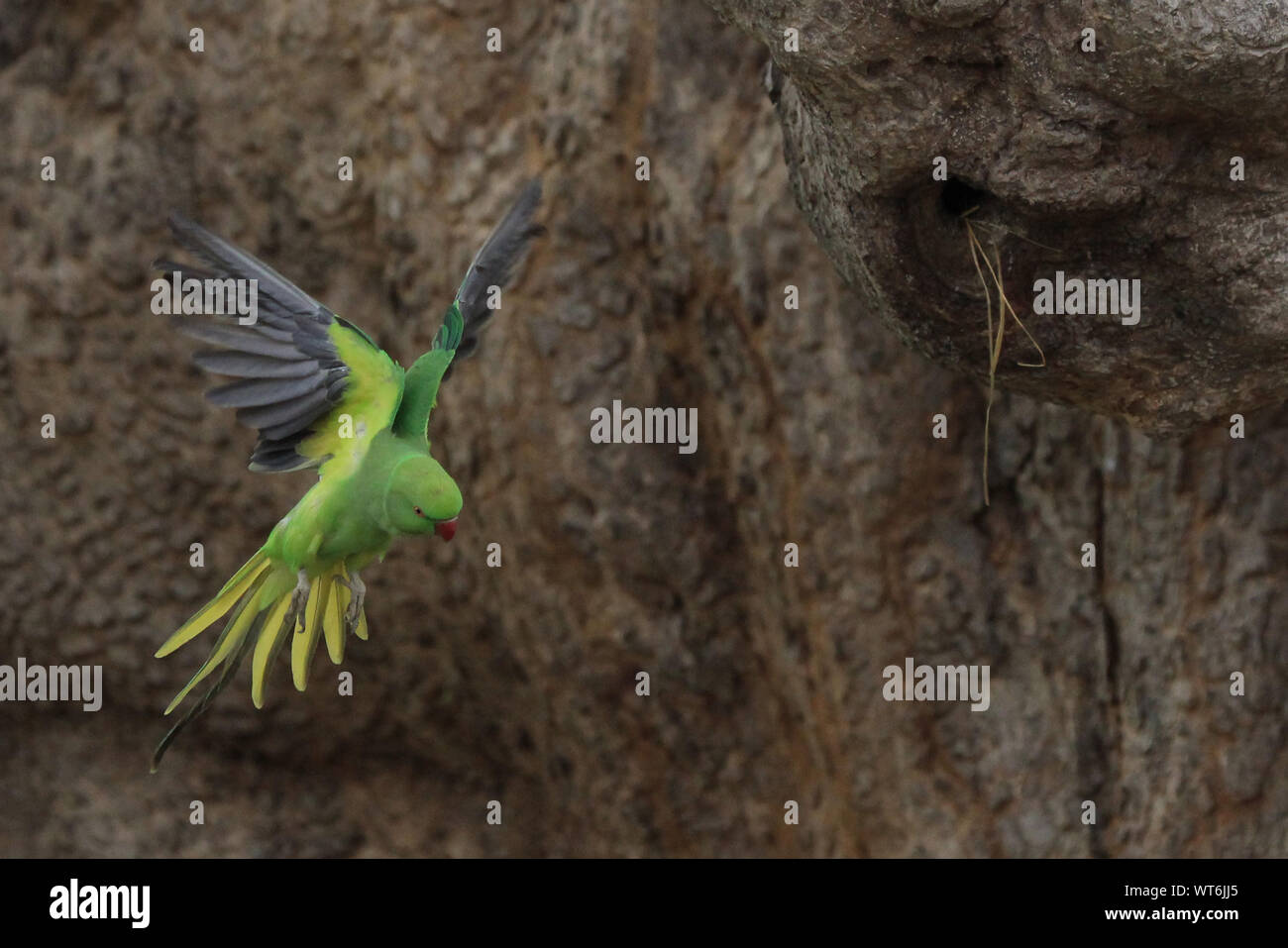 Flying rock hi-res stock photography and images - Alamy