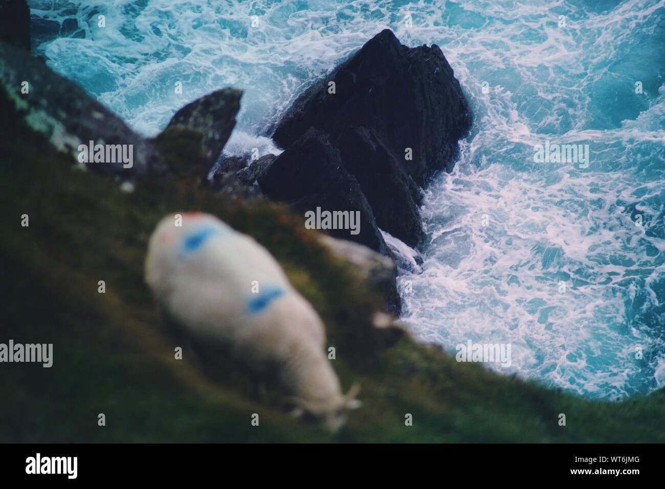 Sheep sea hi-res stock photography and images - Alamy
