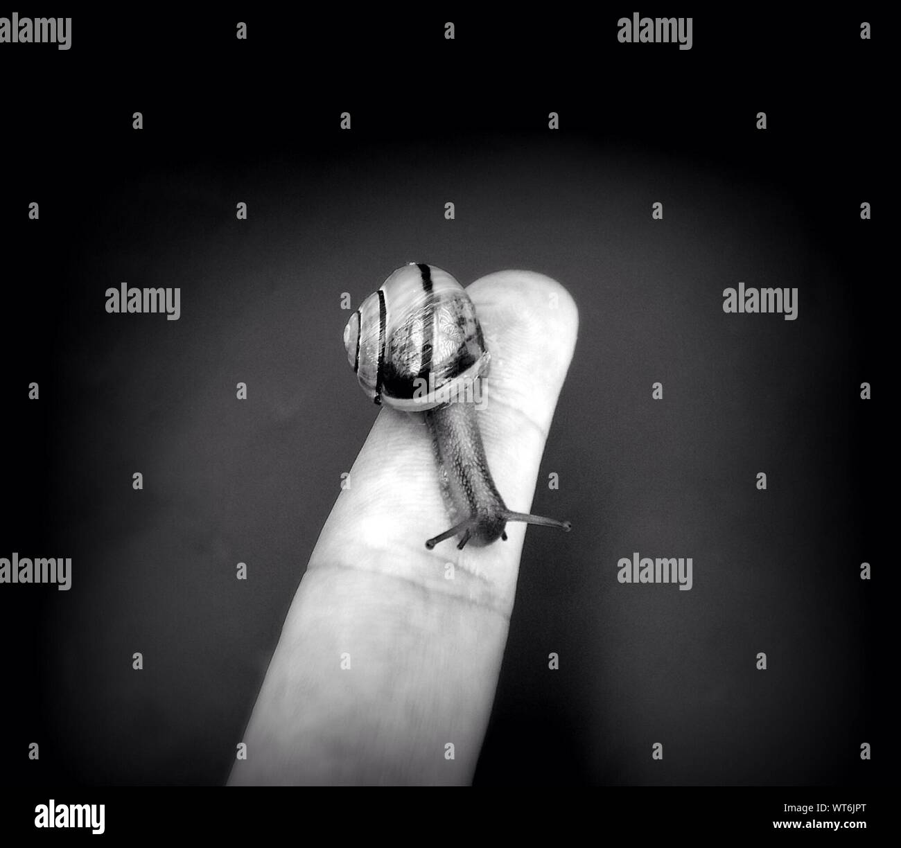 Slithering animals hi-res stock photography and images - Alamy