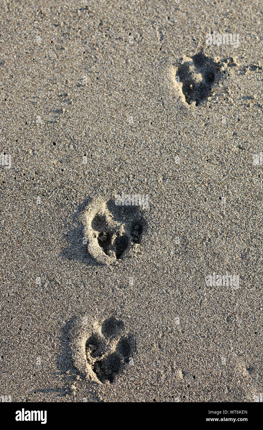 Dog tracks mud hi-res stock photography and images - Alamy