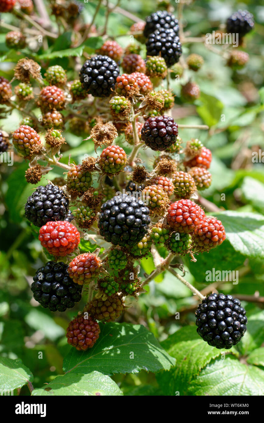Crop of wild blackberries in a hedgerow Stock Photo - Alamy