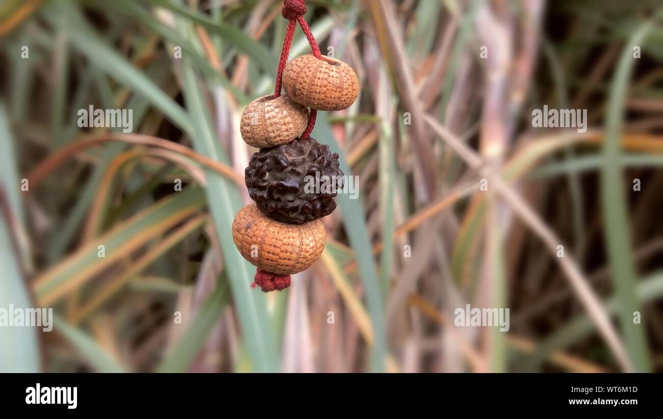 Rudraksh hi-res stock photography and images - Alamy